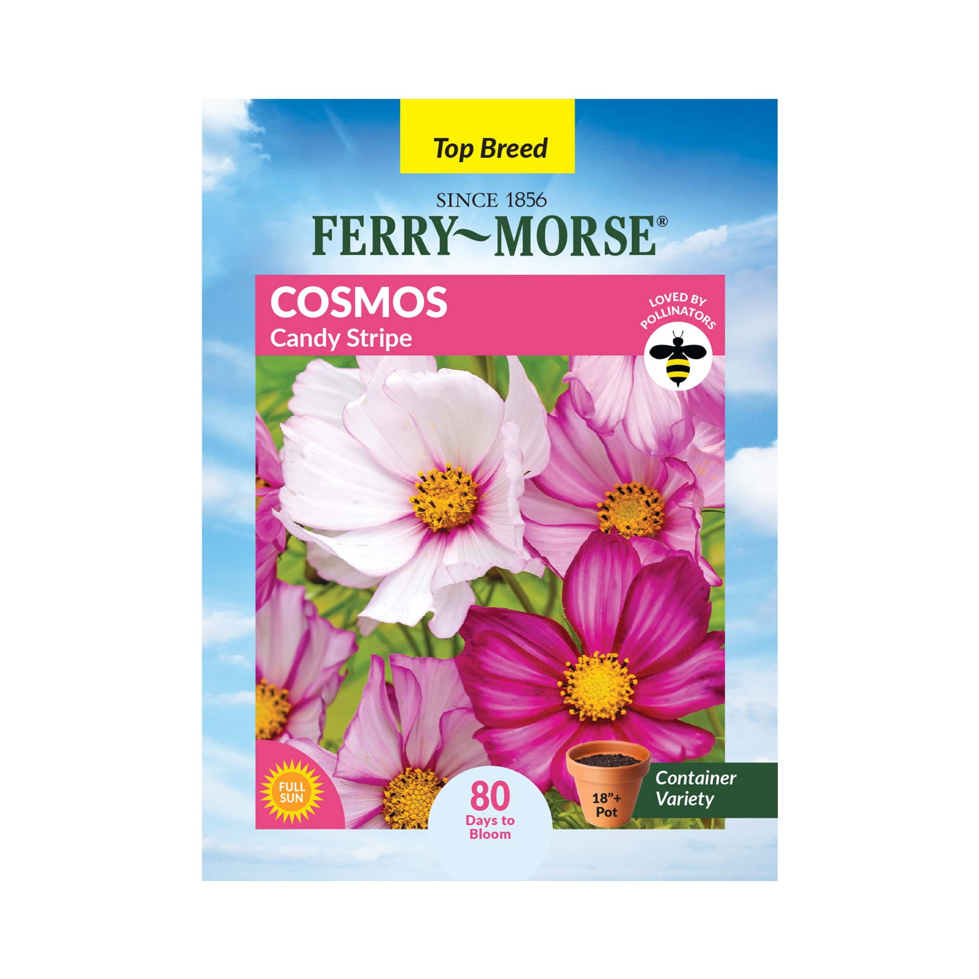 Ferry-Morse 400MG Cosmos Candy Stripe Annual Flower Seeds, Full Sun ...