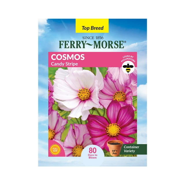 Ferry-Morse 400MG Cosmos Candy Stripe Annual Flower Seeds, Full Sun ...