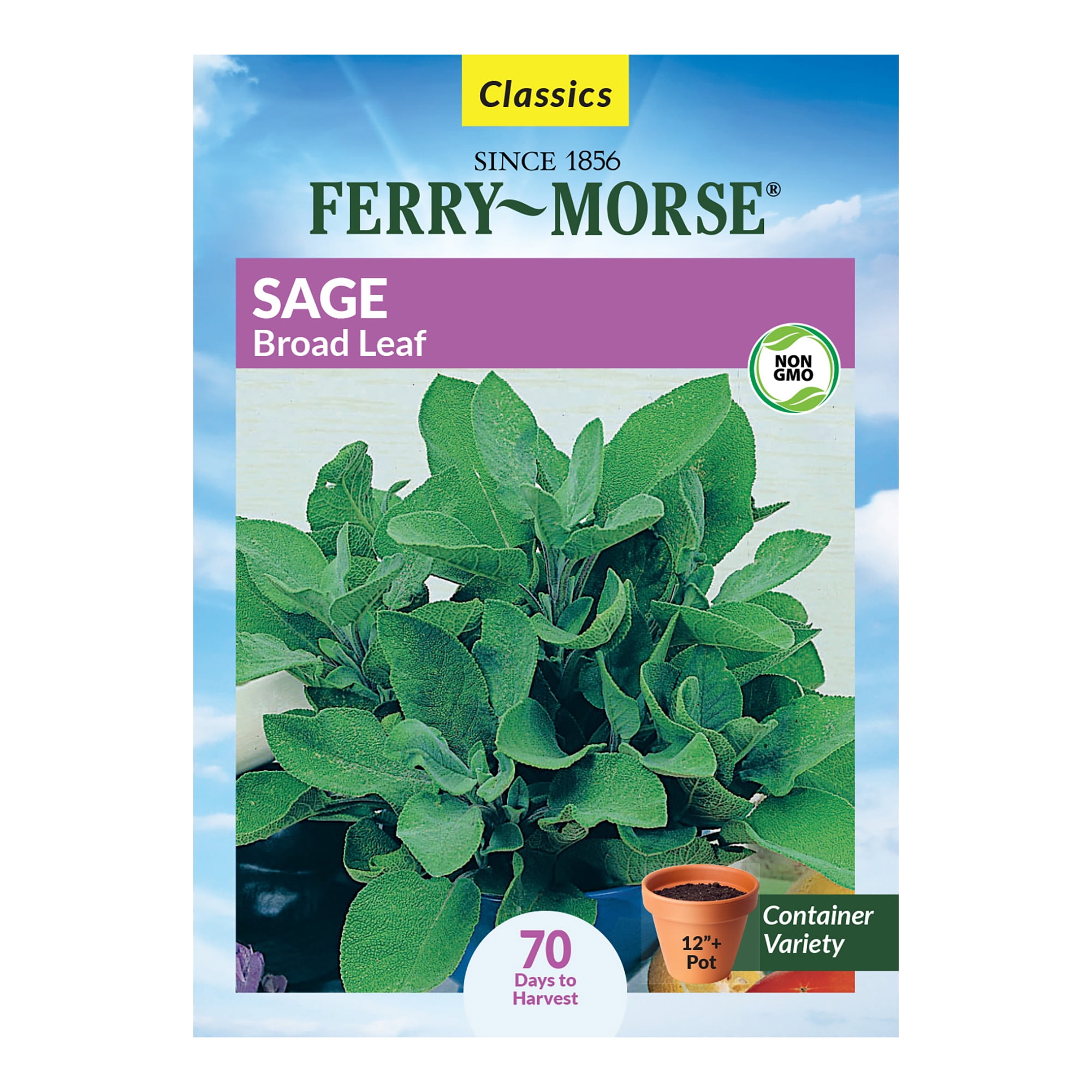 Ferry-Morse 400MG Sage Broad Leaf Perennial Herb Seeds, Full Sun ...
