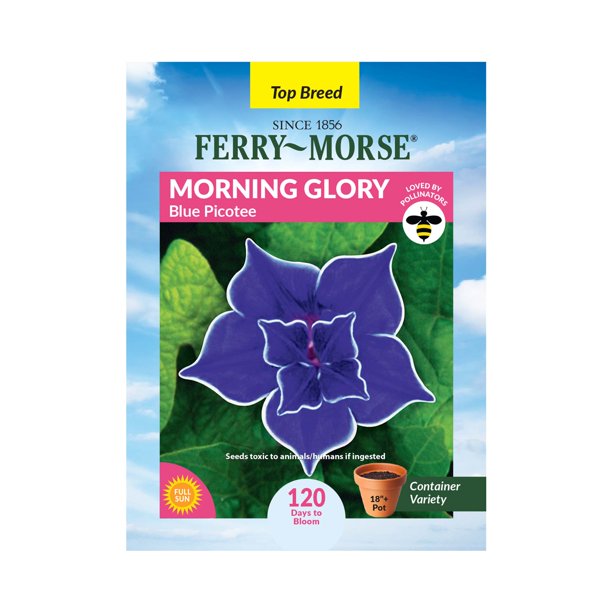 Ferry-Morse 500MG Morning Glory Blue Picotee Annual Flower Seeds, Full ...