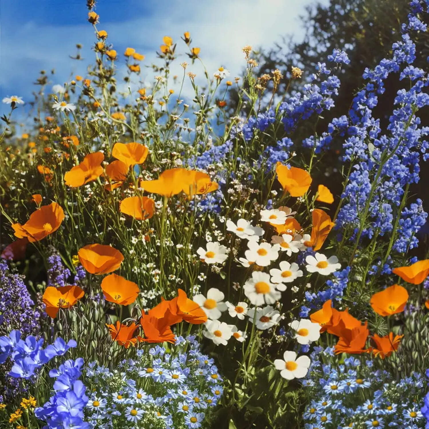 Ferry-Morse All Purpose Sun-Shade Mix Bulk Wildflower Seeds, 1lb ...