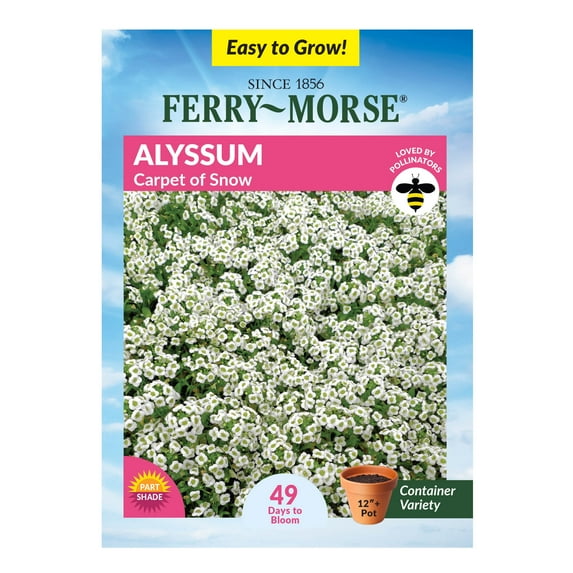 Ferry-Morse 170MG Alyssum Carpet Of Snow Annual Flower Seeds, Full Sun ...