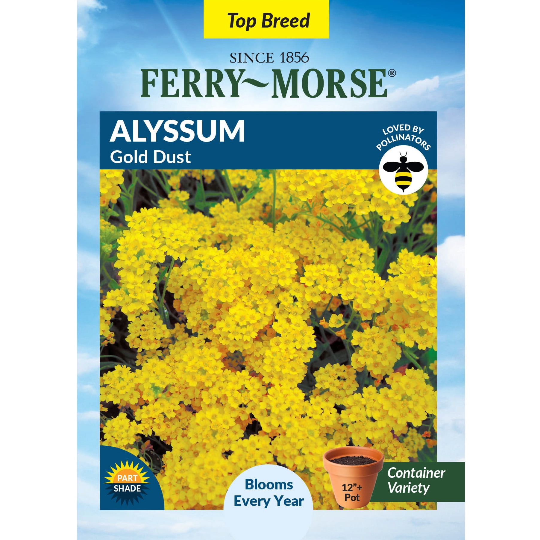 Ferry-Morse 160MG Alyssum Gold Dust Perennial Flower Seeds, Full Sun ...