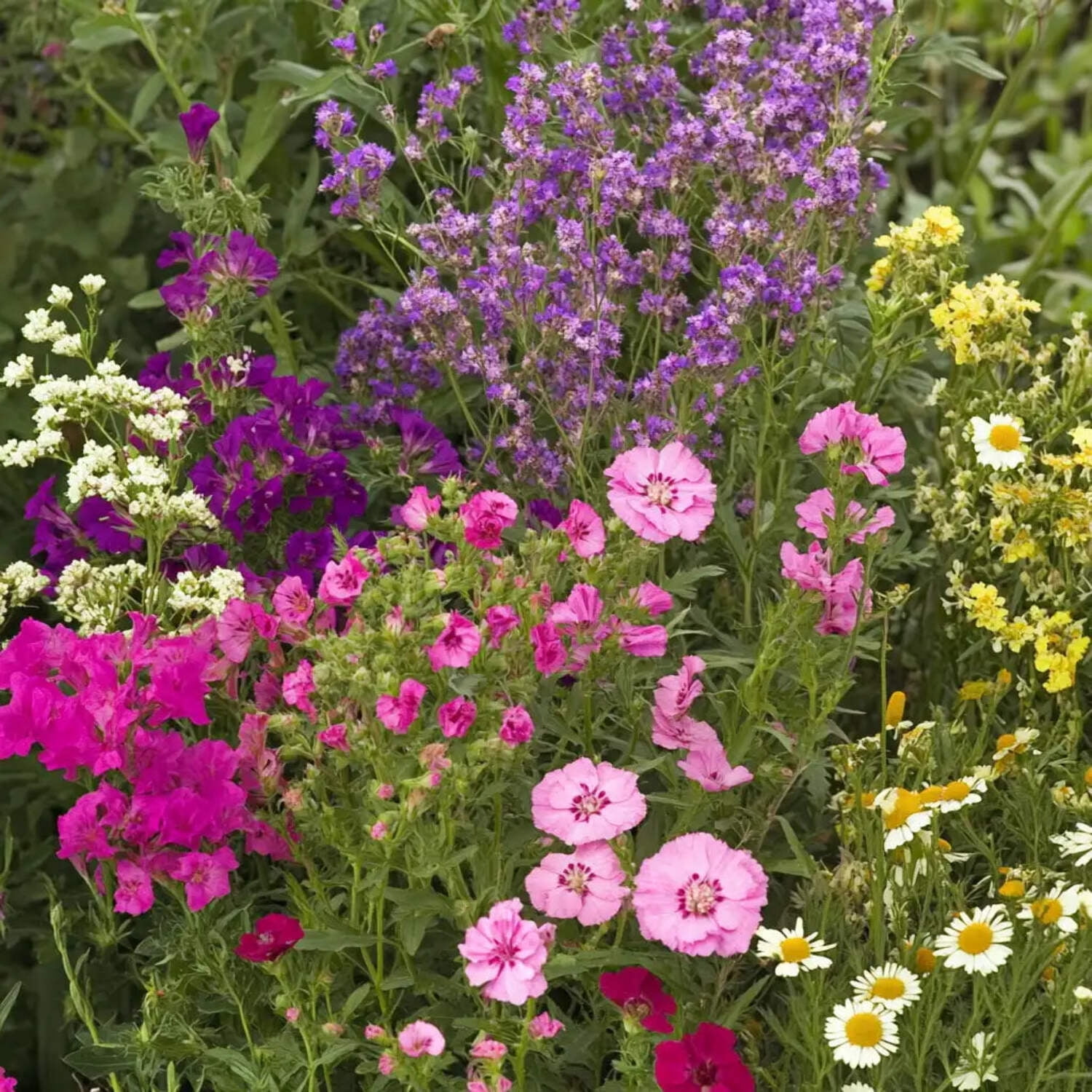 Ferry-Morse Bumblebee Buffet Mix Bulk Flower Seeds, 1lb - Walmart.com