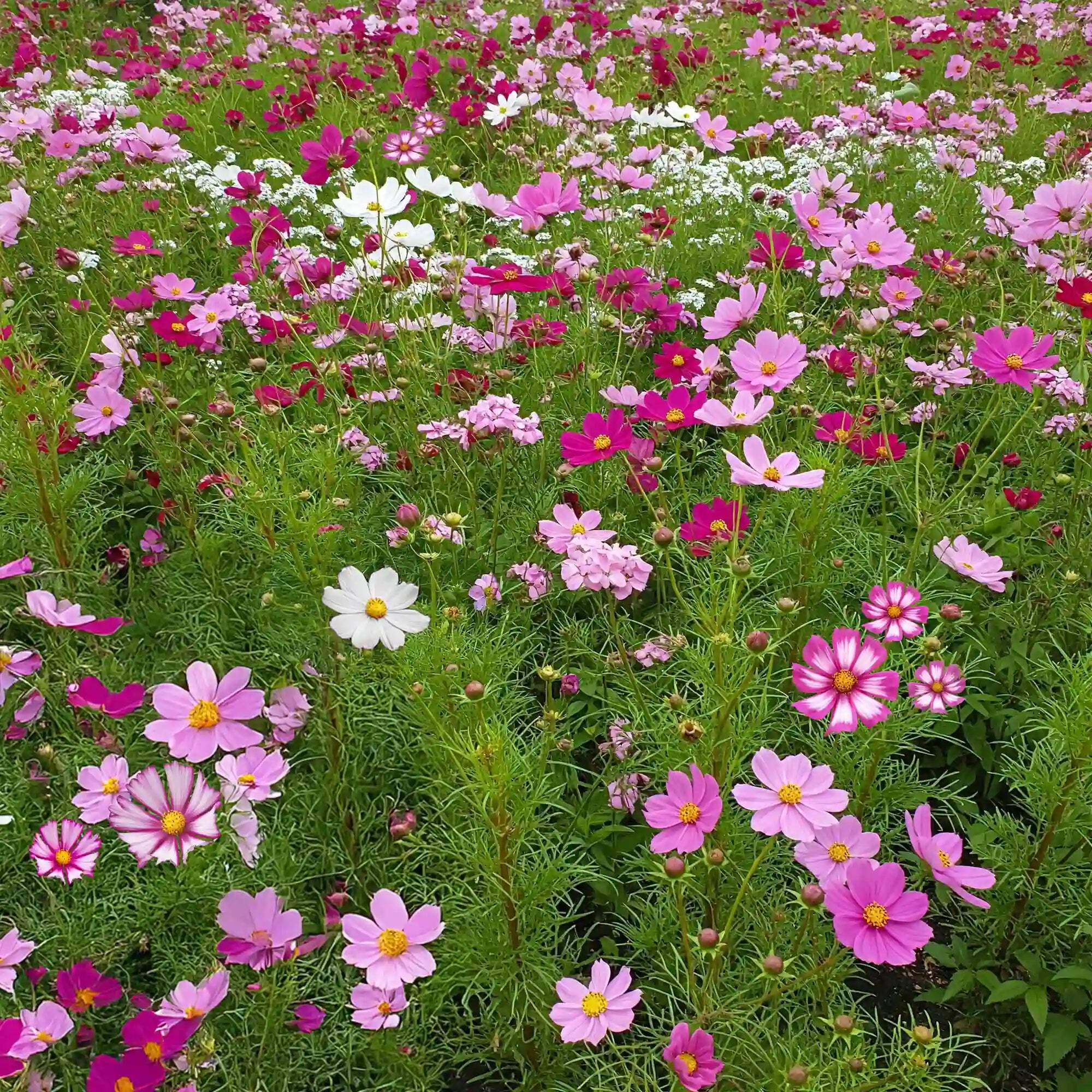 Ferry-Morse Cosmos Mix Bulk Flower Seeds, 1lb - Walmart.com