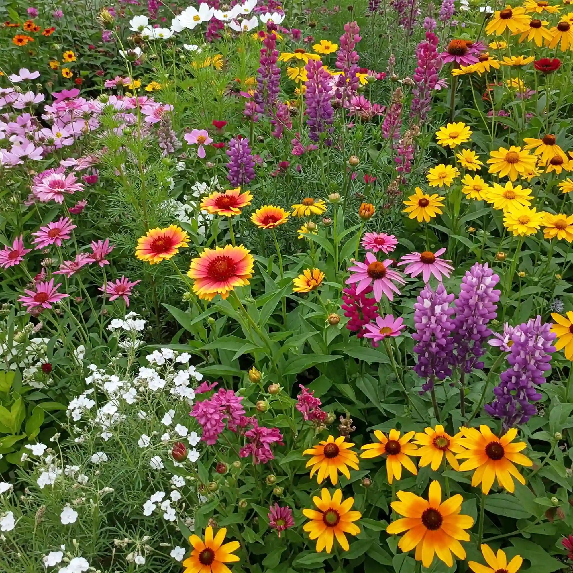 Ferry-Morse Cut Flower Mix Bulk Wildflower Seeds, 1lb - Walmart.com