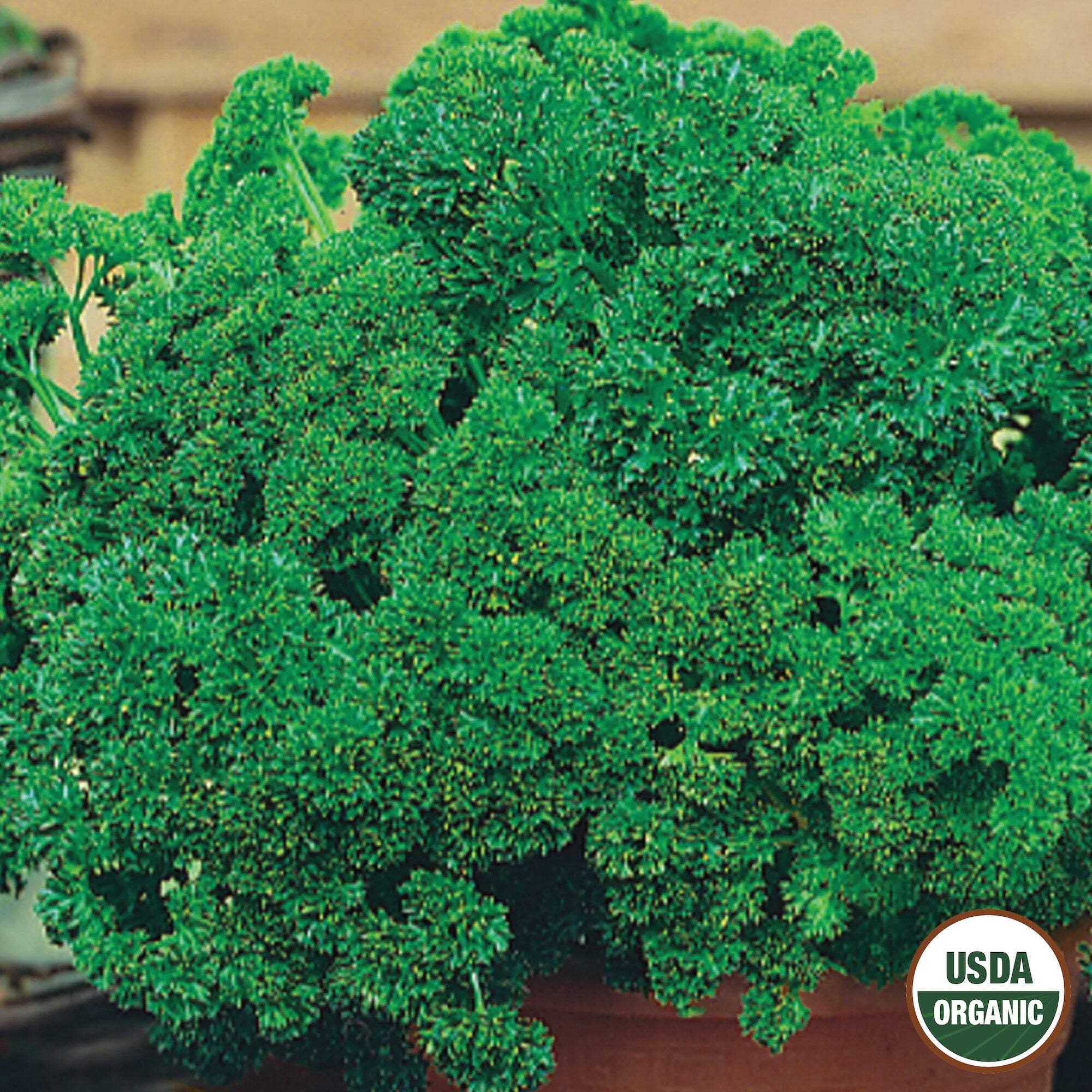 Ferry-Morse Online Edition 1.2G Parsley Moss Curled Seeds, Full Sun ...