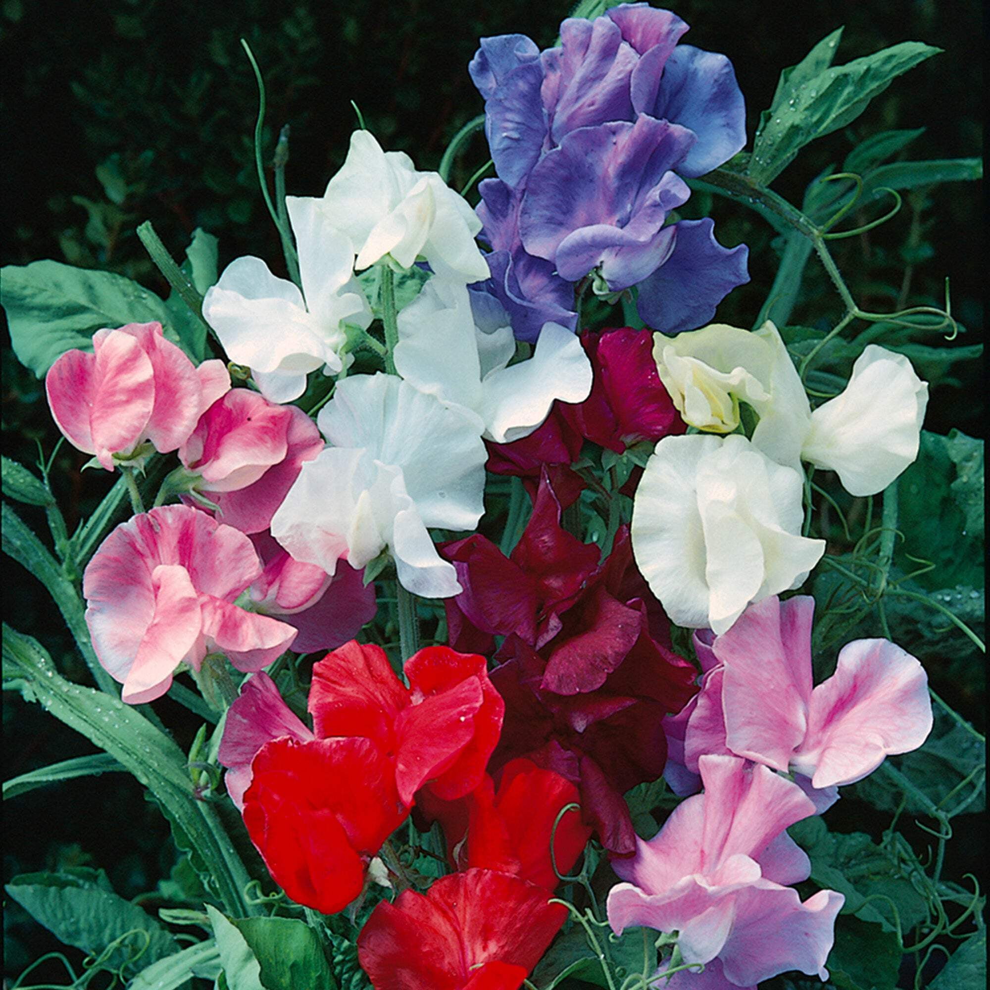 Ferry-Morse Online Edition 3.2G Sweet Pea Jet Set Mixed Colors Seeds ...