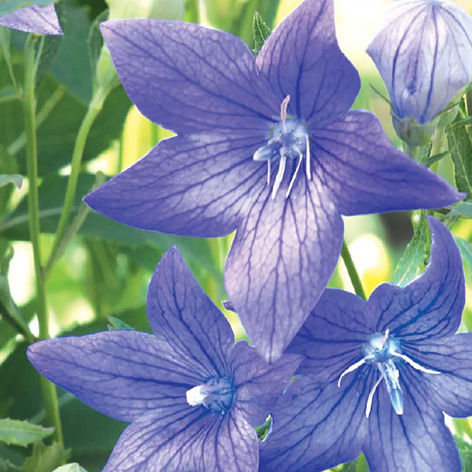 Ferry-Morse Online Edition 300MG Balloon Flower Blue Seeds, Full Sun ...