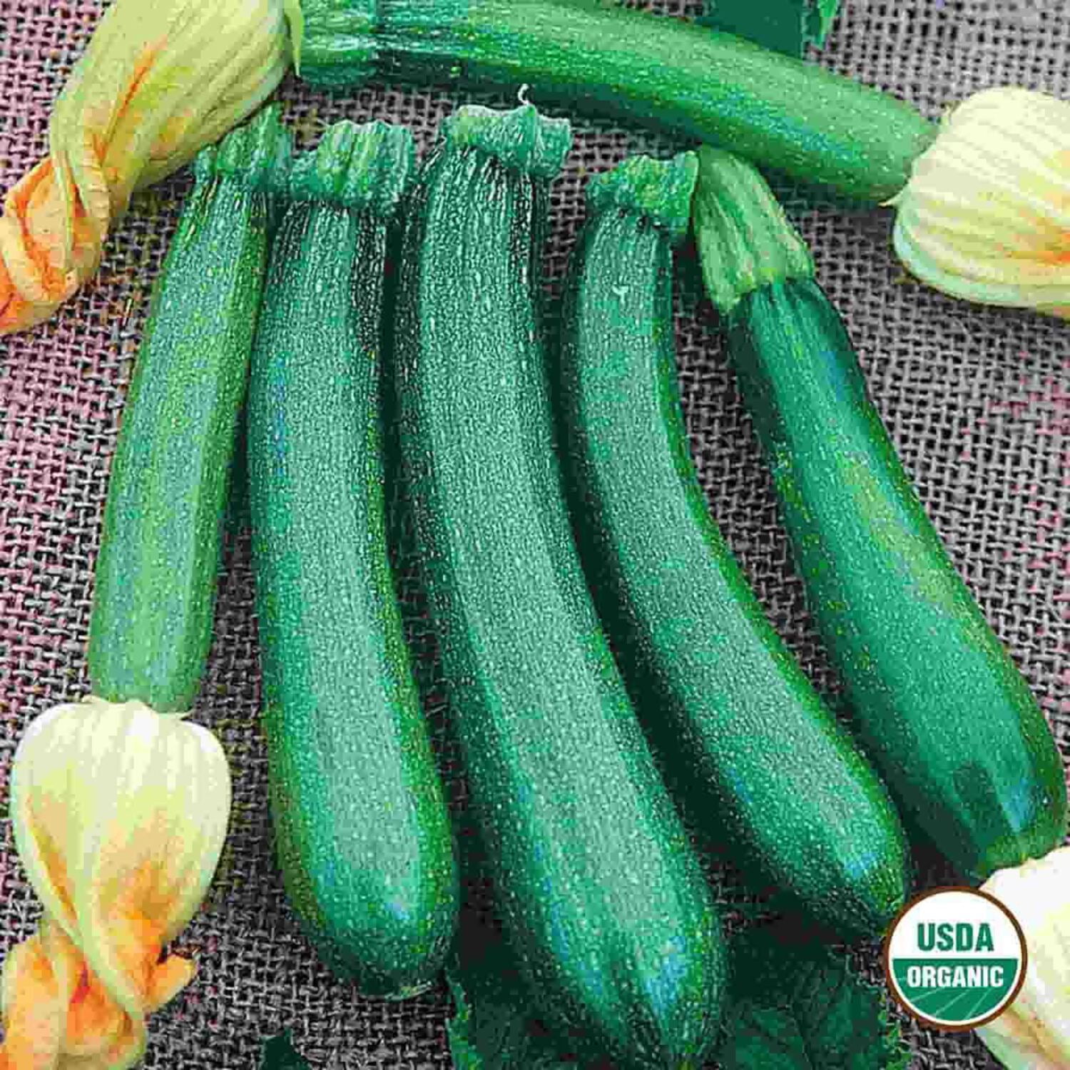 Ferry-Morse Online Edition 5.3G Squash Fordhook Zucchini Seeds, Full ...