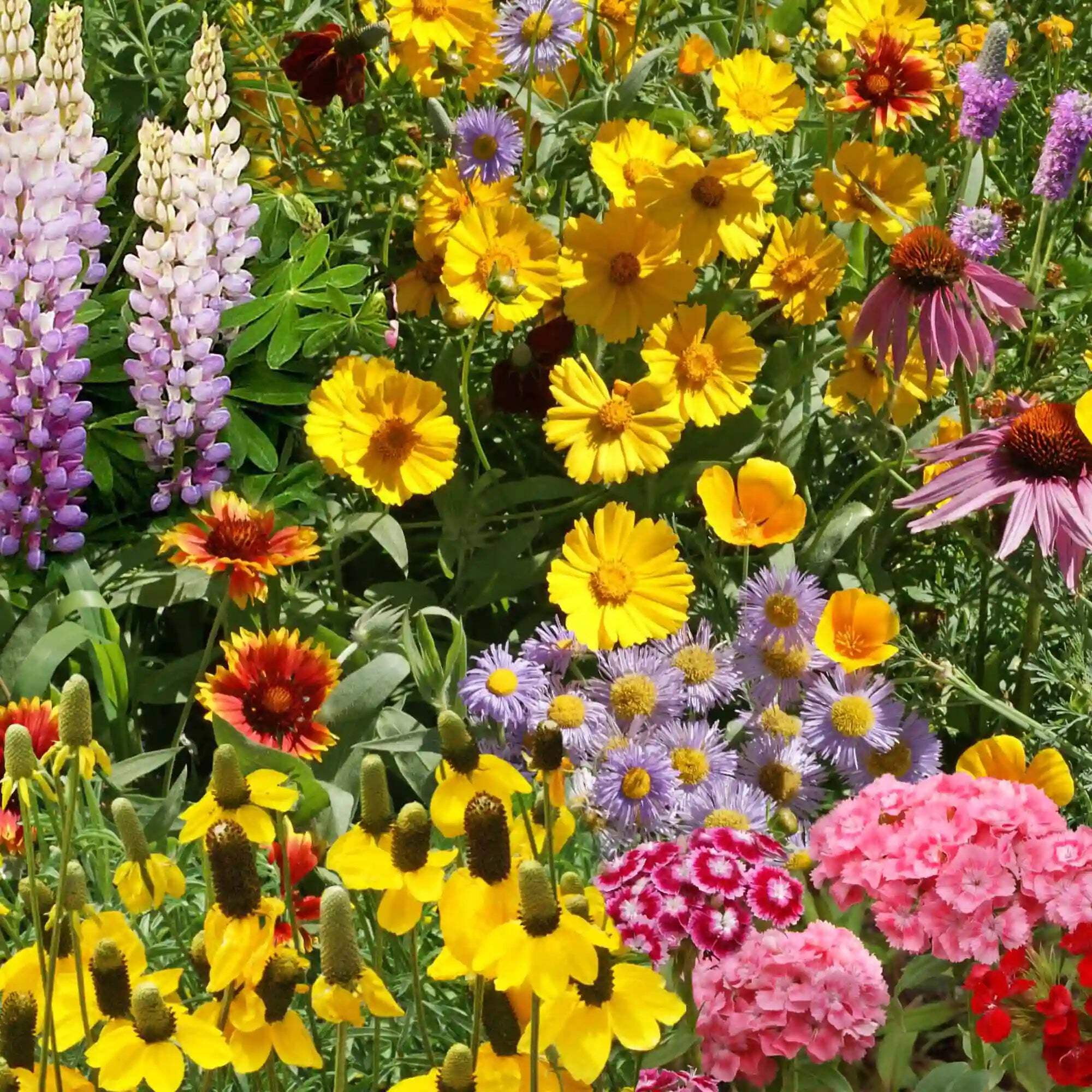 Ferry-Morse, Perennial Mix Wildflower Seeds, 1lb, Sun Hardy - Walmart.com