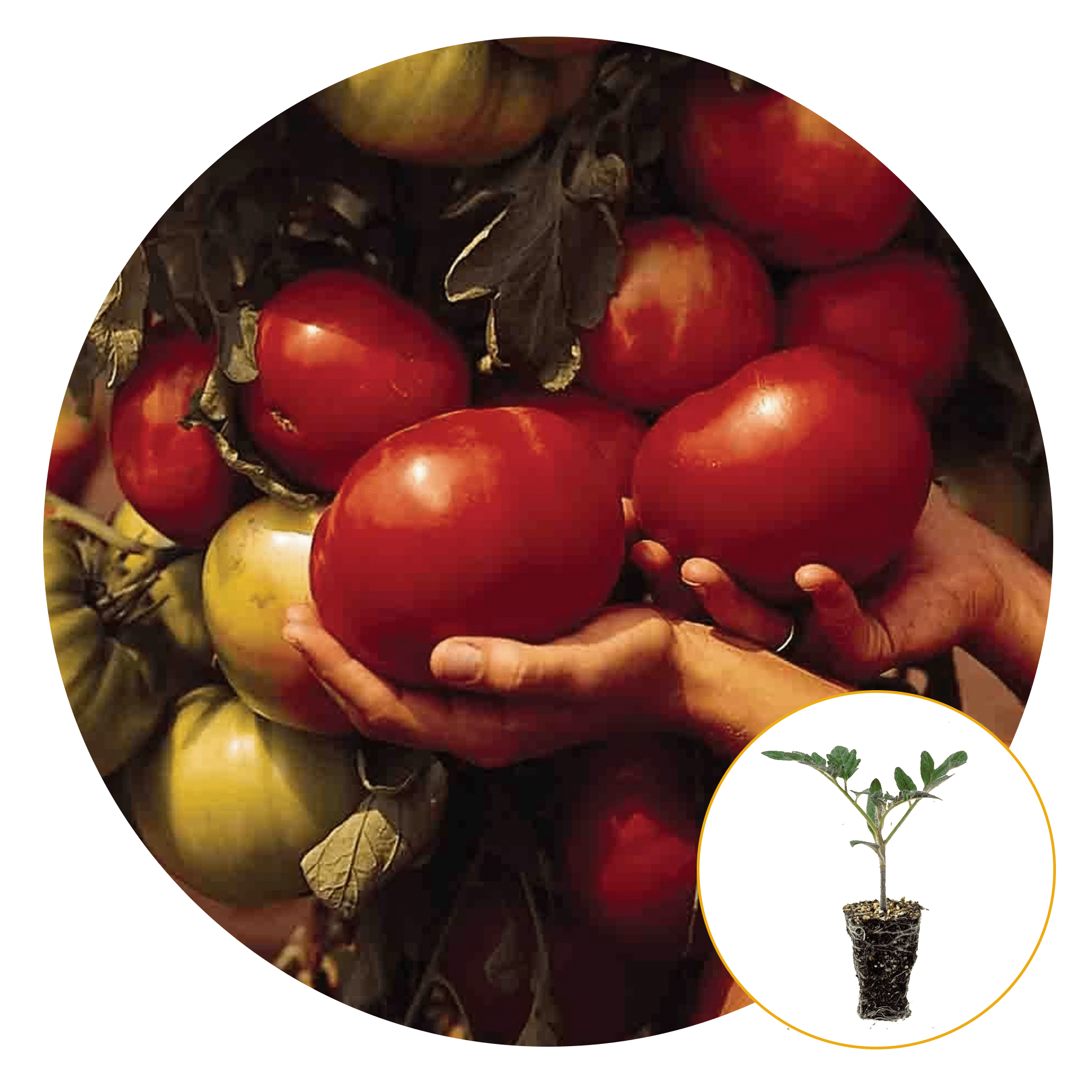 Beefmaster Tomato Plants