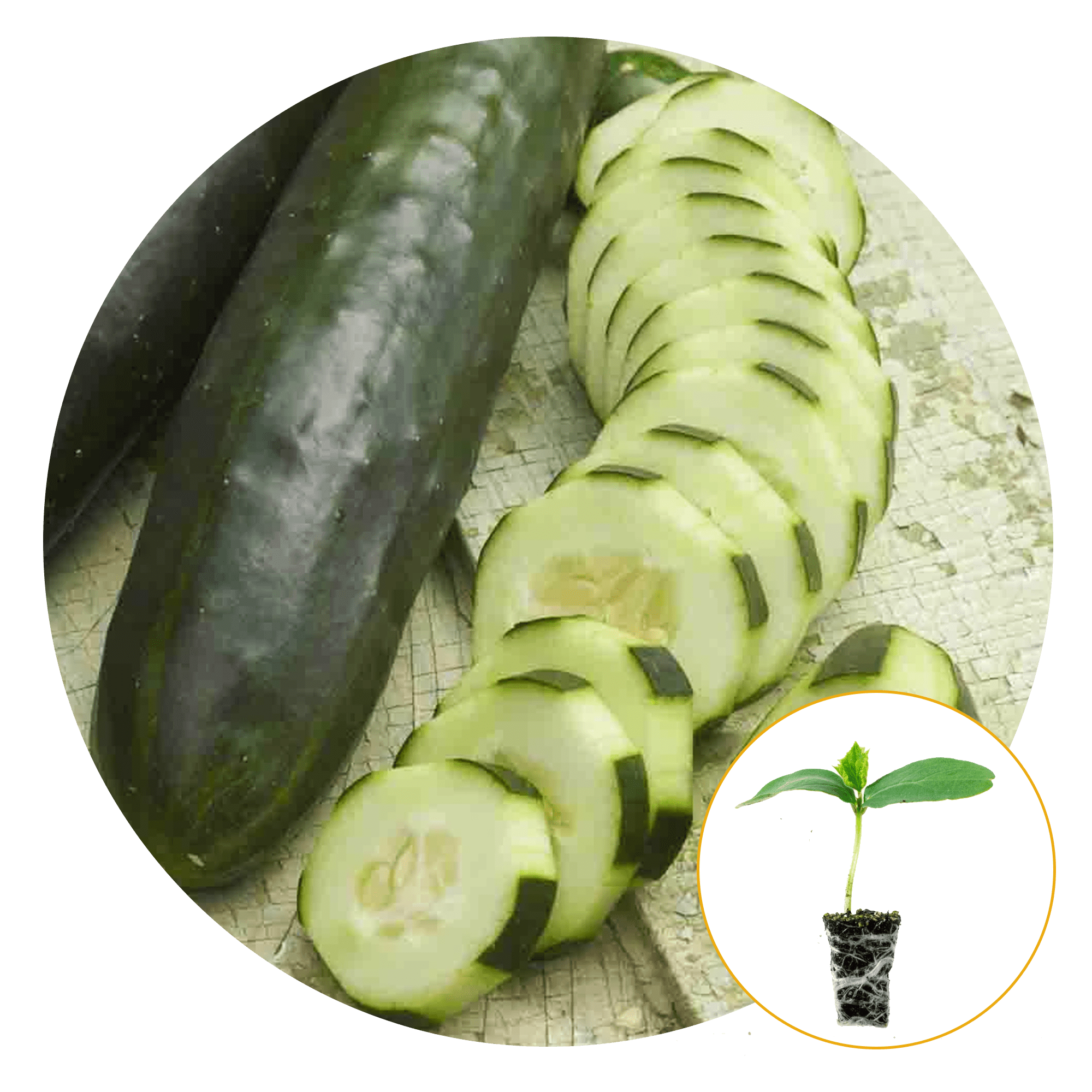 Baby Cucumber Plant