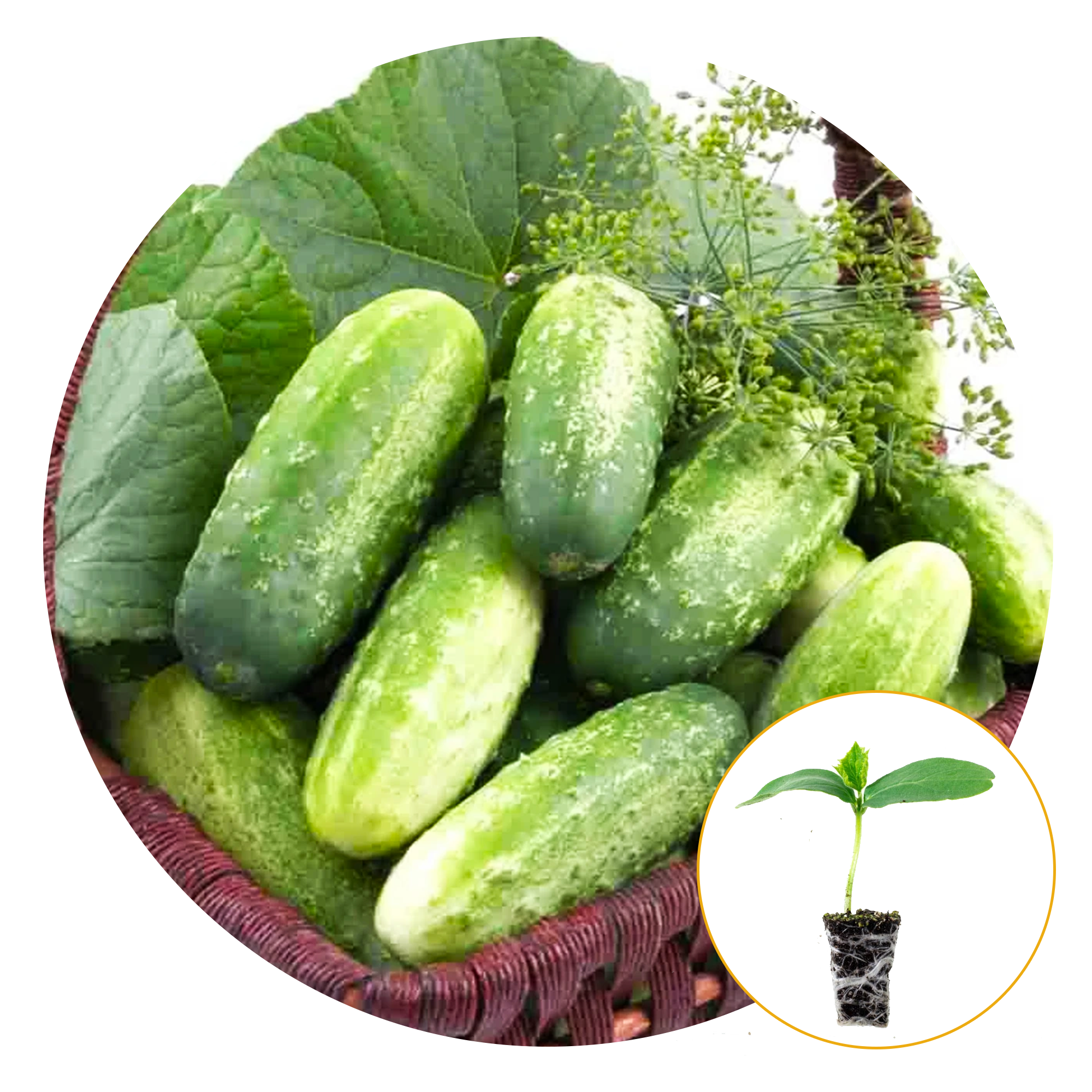 Baby Cucumber Plant