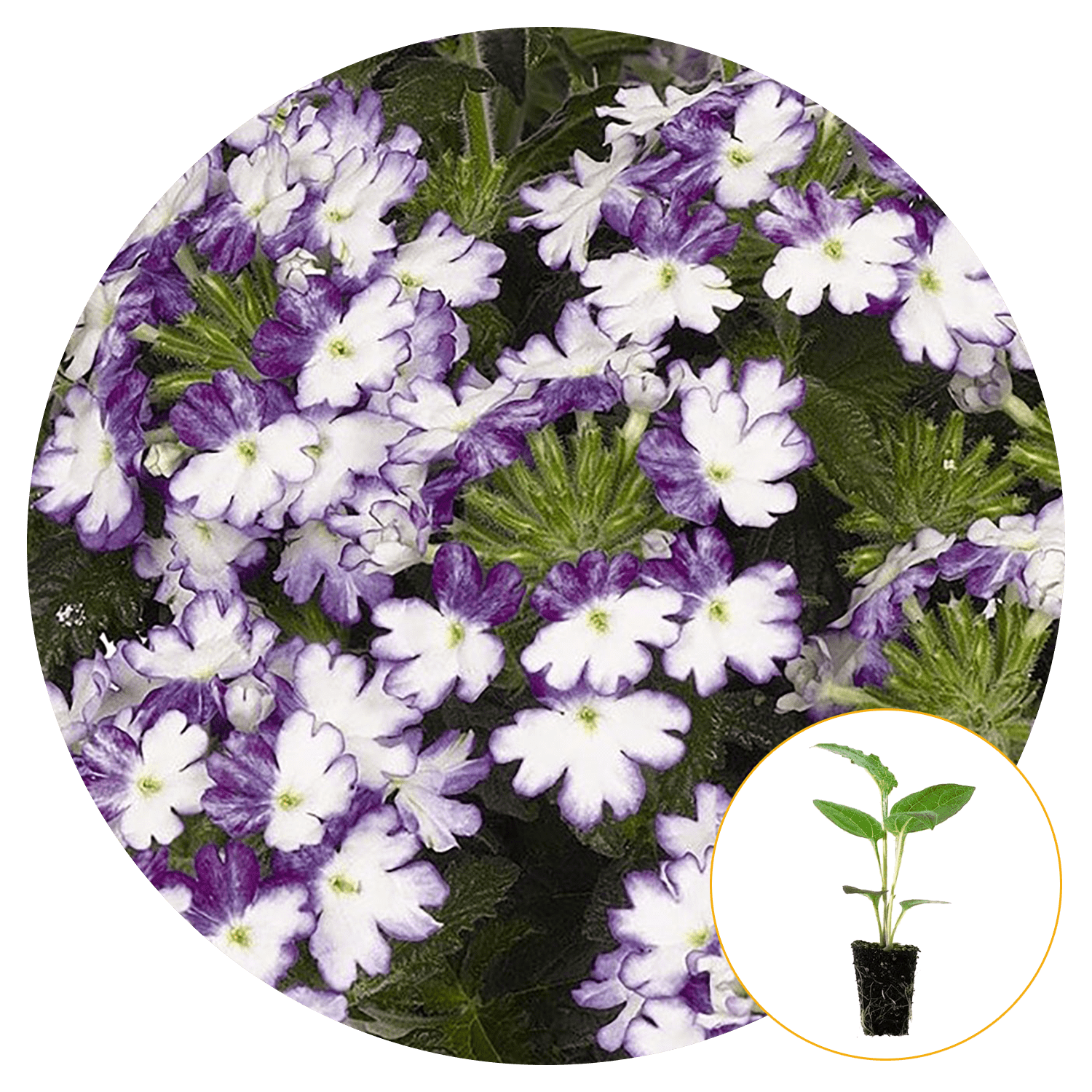 On Rock Wall Trailing Verbena