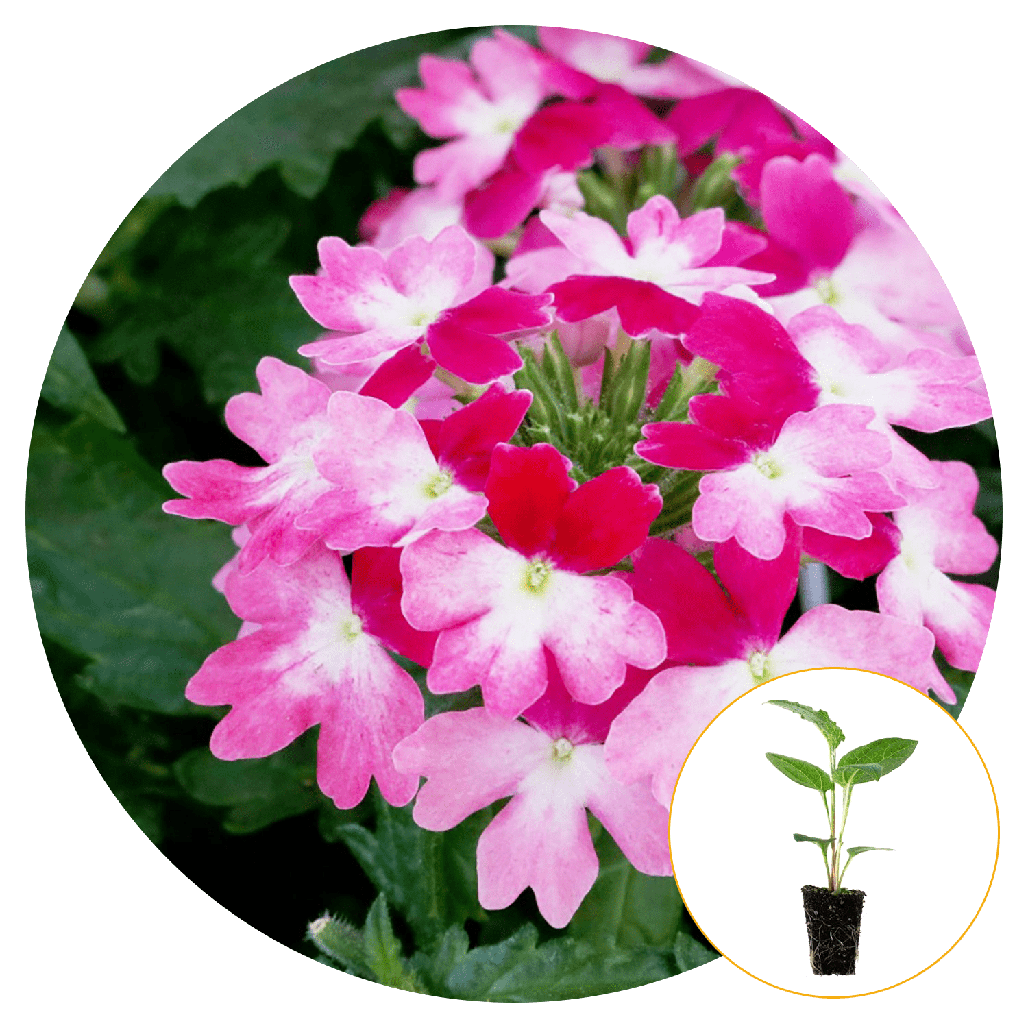 Verbena Plant