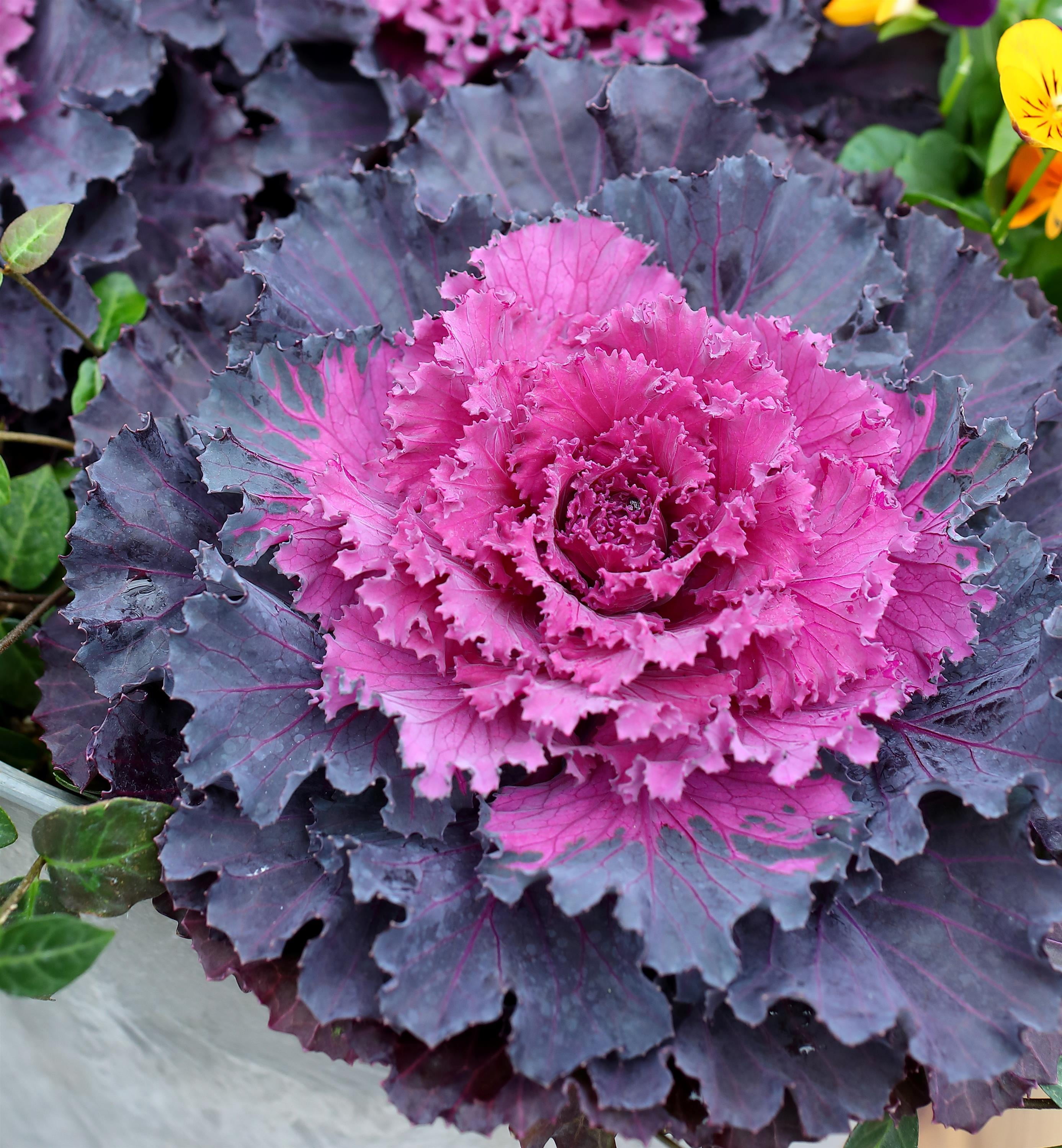 Ornamental Purple Cabbage Plant