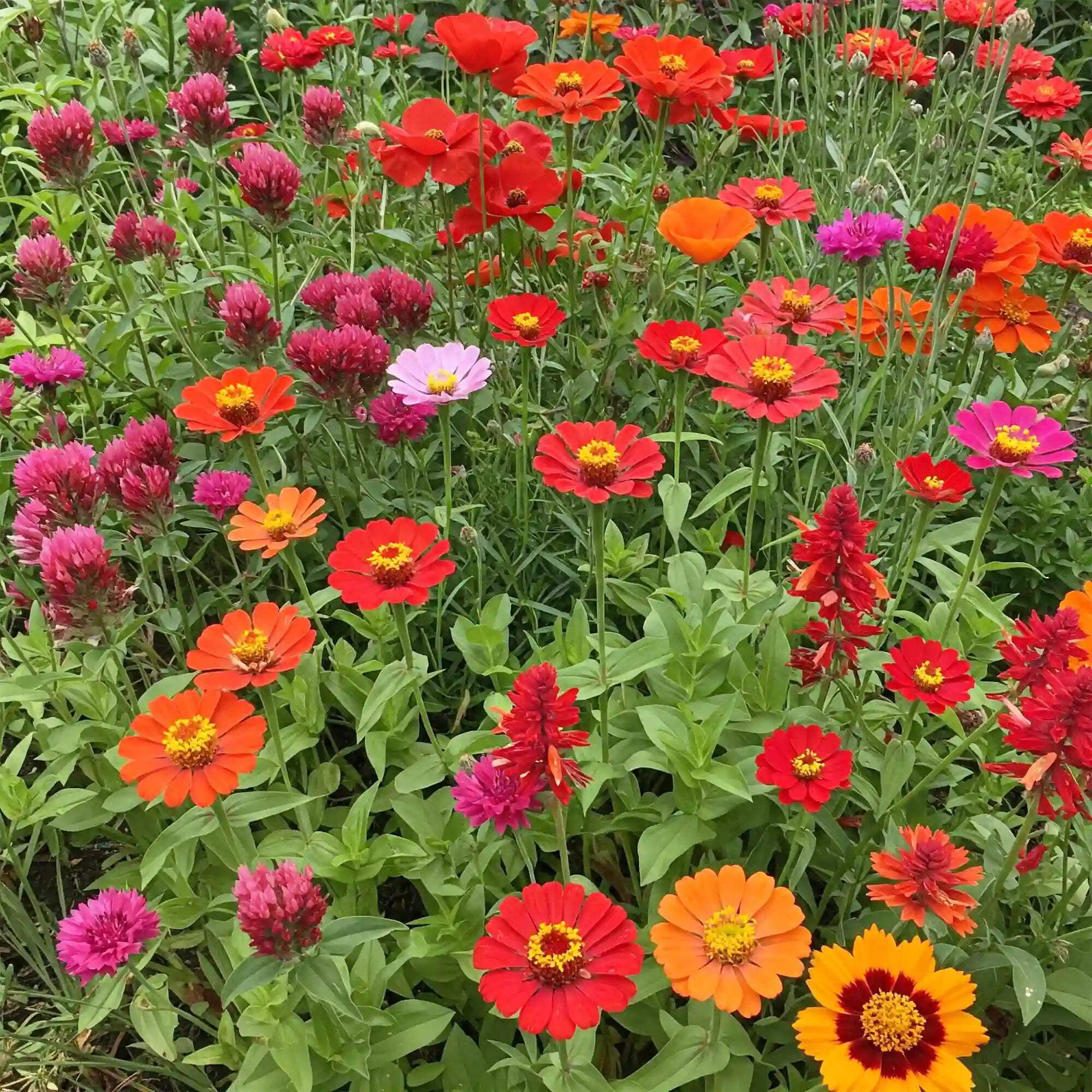 Ferry-Morse Red Mix Bulk Flower Seeds, 1lb - Walmart.com