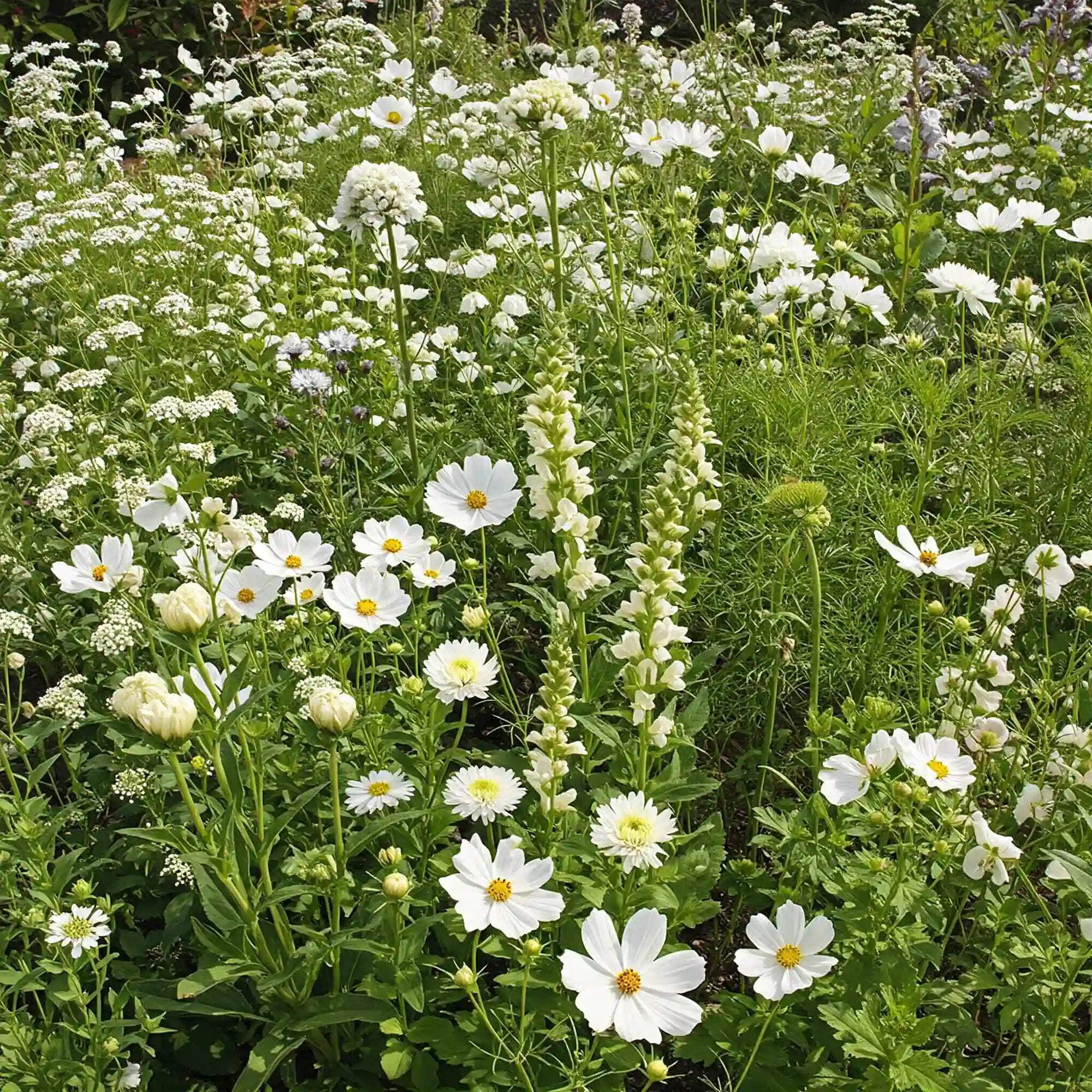 Ferry-Morse White Mix Bulk Flower Seeds, 1lb - Walmart.com