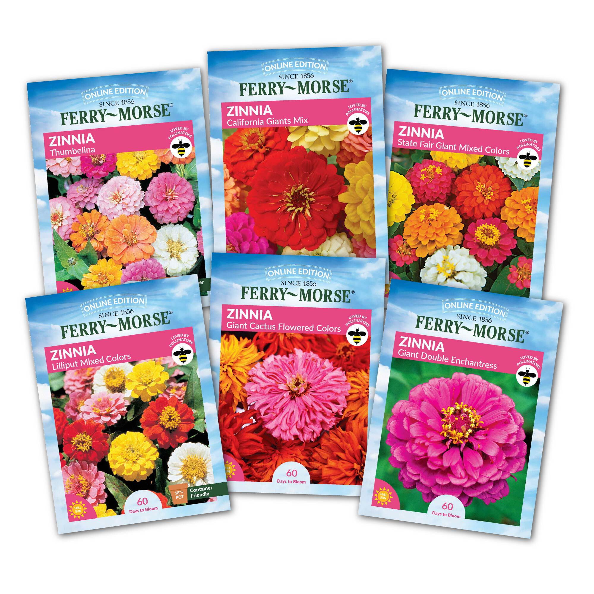 Ferry-Morse Zinnia Flowers Seed Variety Pack - 6 Pack - Walmart.com