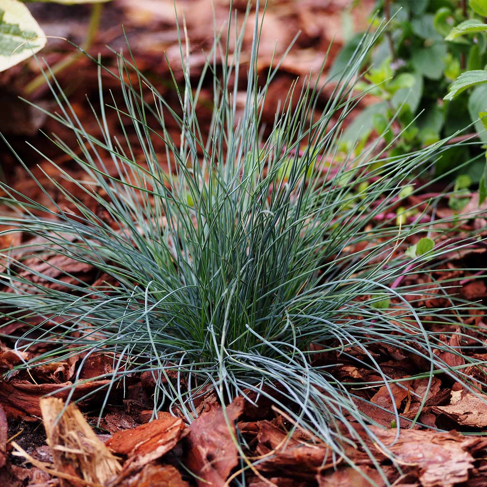 Festuca Festina Ornamental Grass Seeds - 100 Seeds - Decorative Grass ...