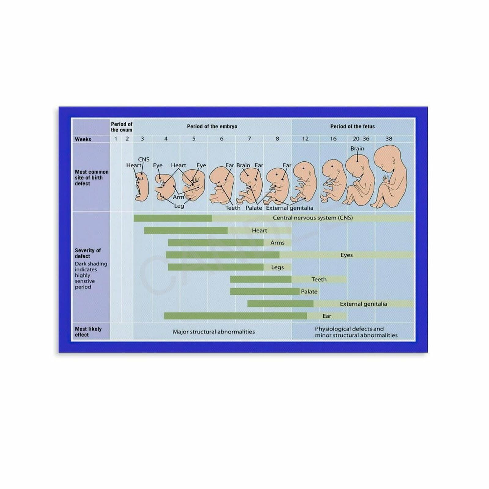 Fetal Development Chart Pregnancy Guide Poster (4) Canvas Painting Wall ...