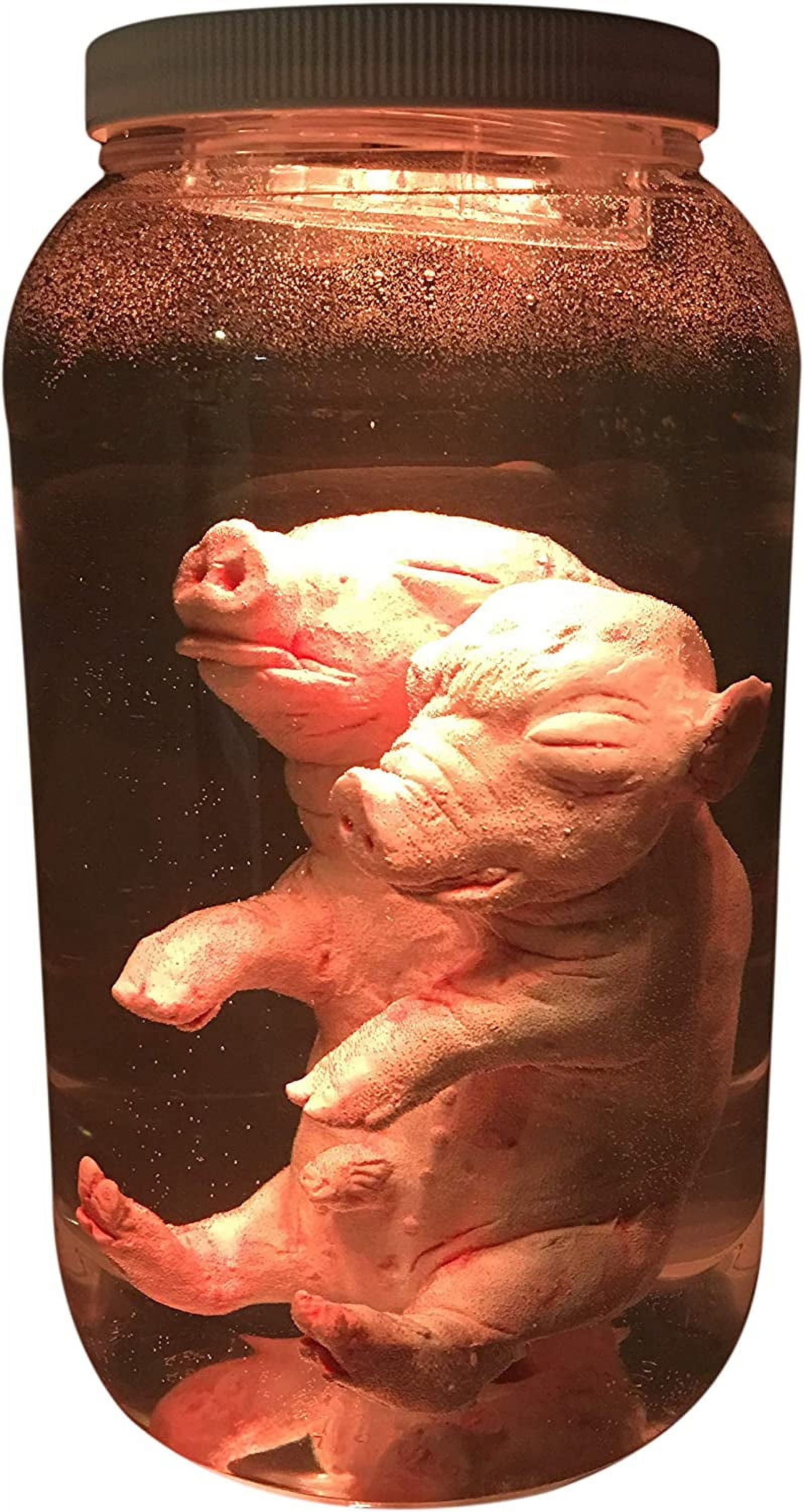 Fetal Pig Siamese Twin Piglet Specimen - Walmart.com