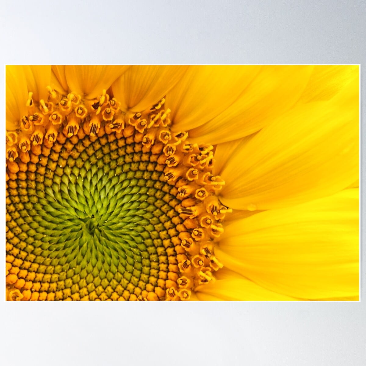 Fibonacci Sequence Poster Wall Art, Modern Wall Decor For Living Room ...