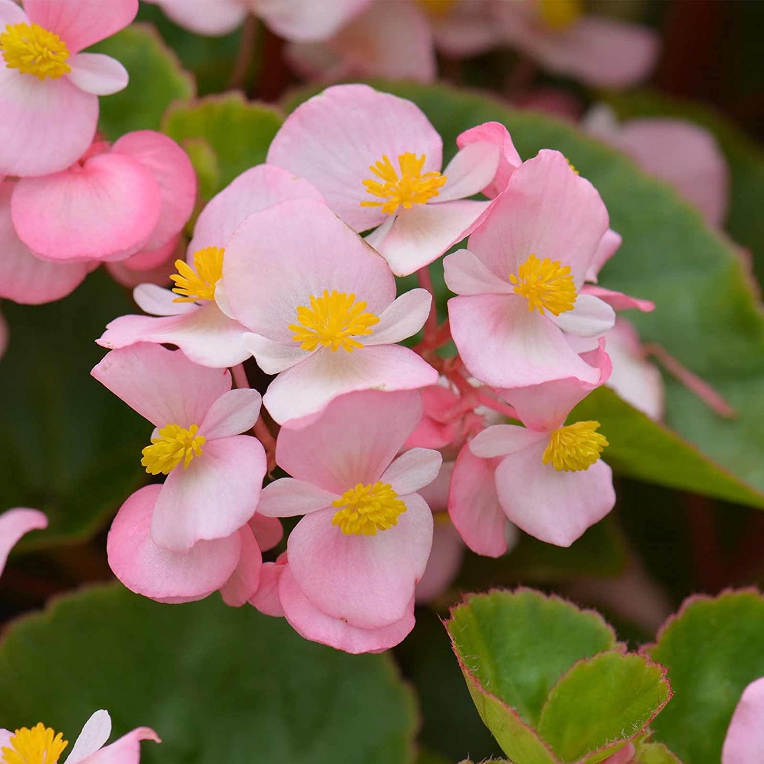 Fibrous Begonia Cocktail Series Plant Seeds (Pelleted): Brandy (Light ...