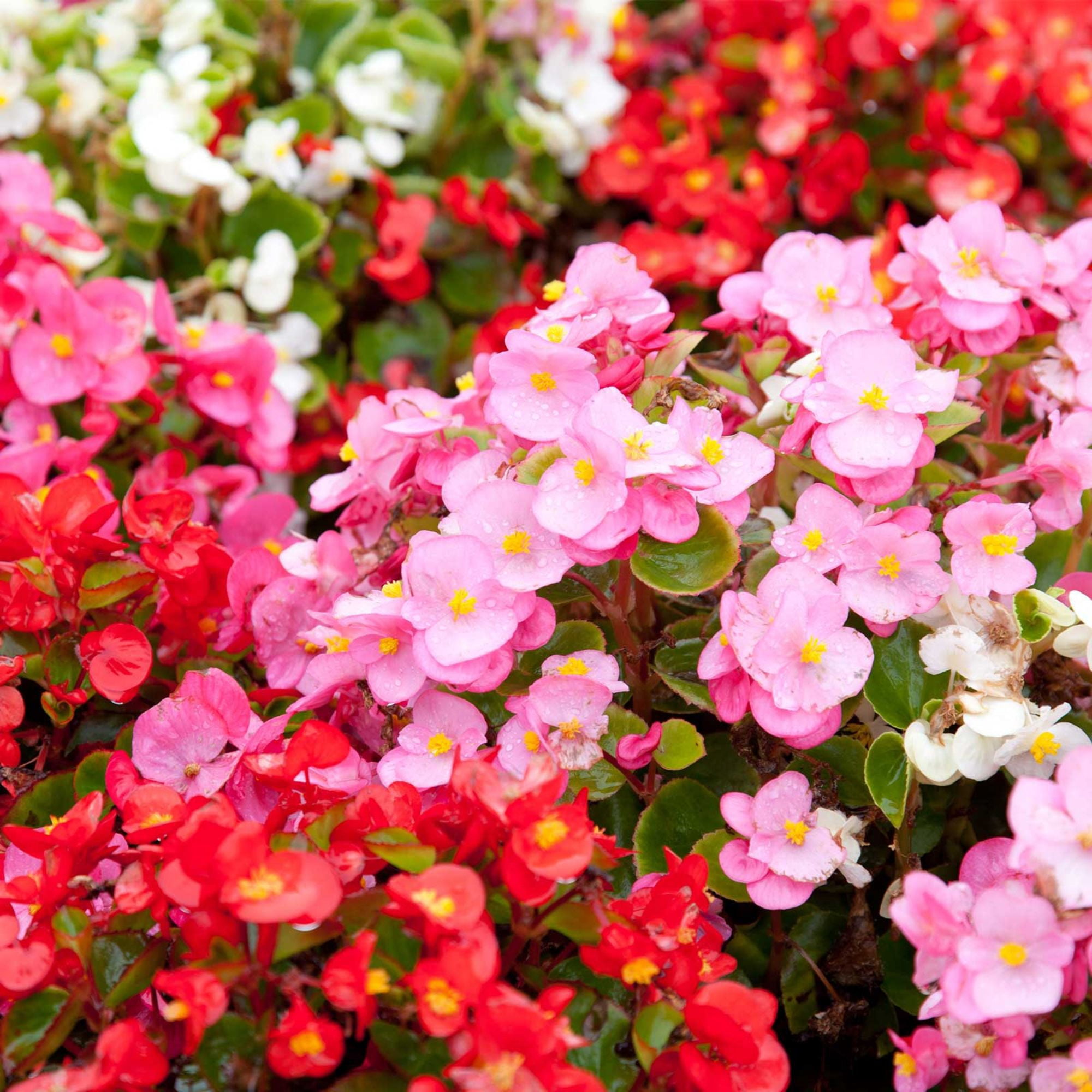 Fibrous Begonia Mix ~50 Pelleted Seed – Cocktail Series – Annual Flower ...