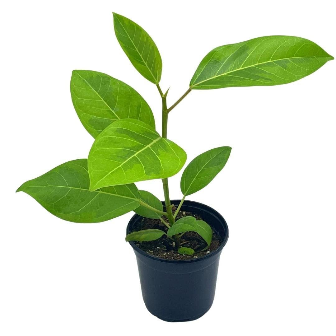 Ficus Altissima, 4 inch, Yellow Gem, Variegated Counciltree, Lofty Fig ...