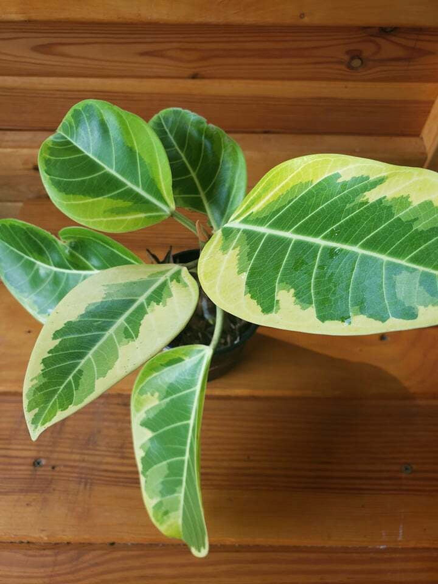 Ficus Altissima Variegated Golden "Yellow Gem" Rubber Tree - Rooted ...