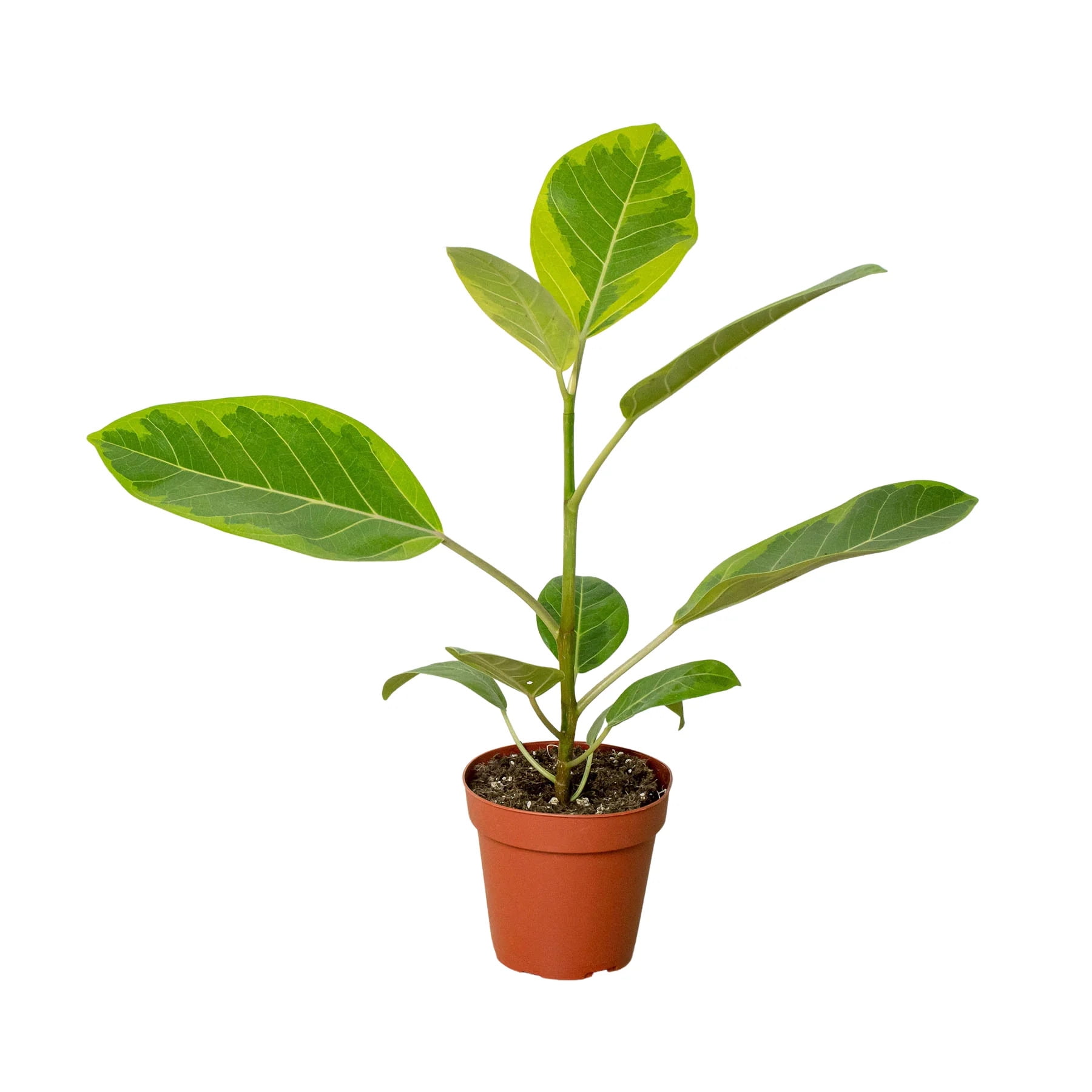 Ficus Altissima 'Yellow Gem' - Walmart.com
