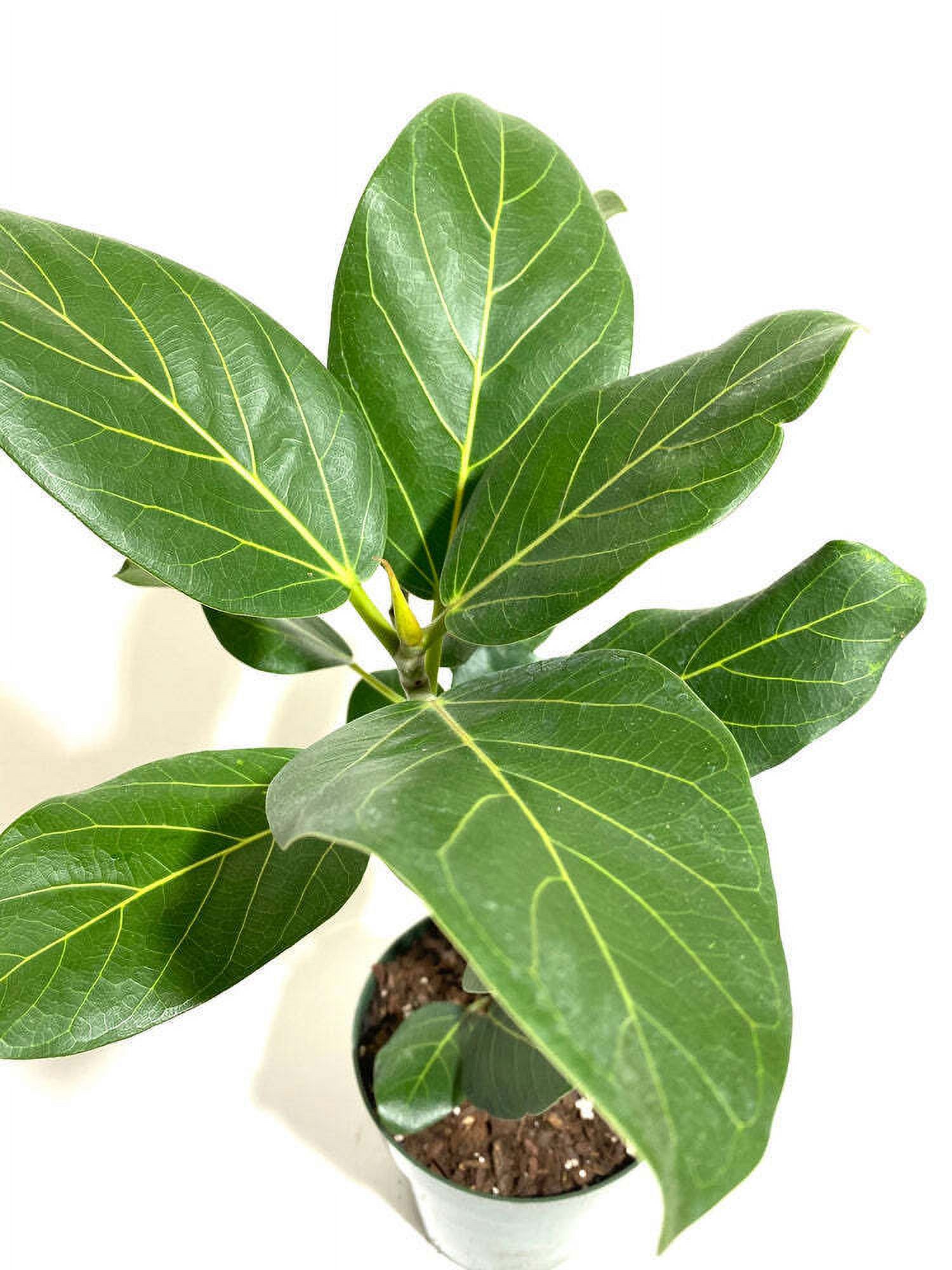 Ficus Audrey Live Plant Tree Form Single Benghalensisis Bengal Fig 17 ...