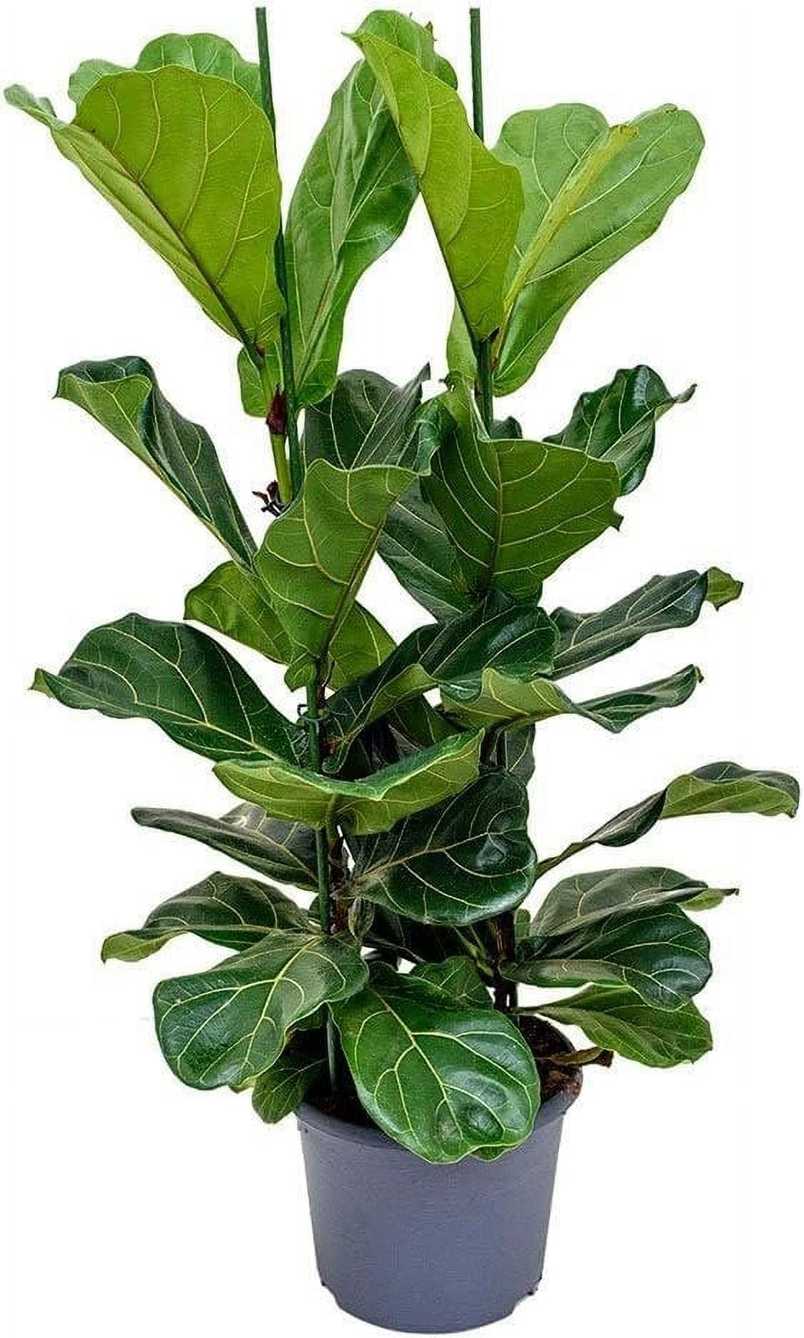 Ficus Audrey - Live Plant in a 10 Inch Pot - Ficus Benghalensis ...
