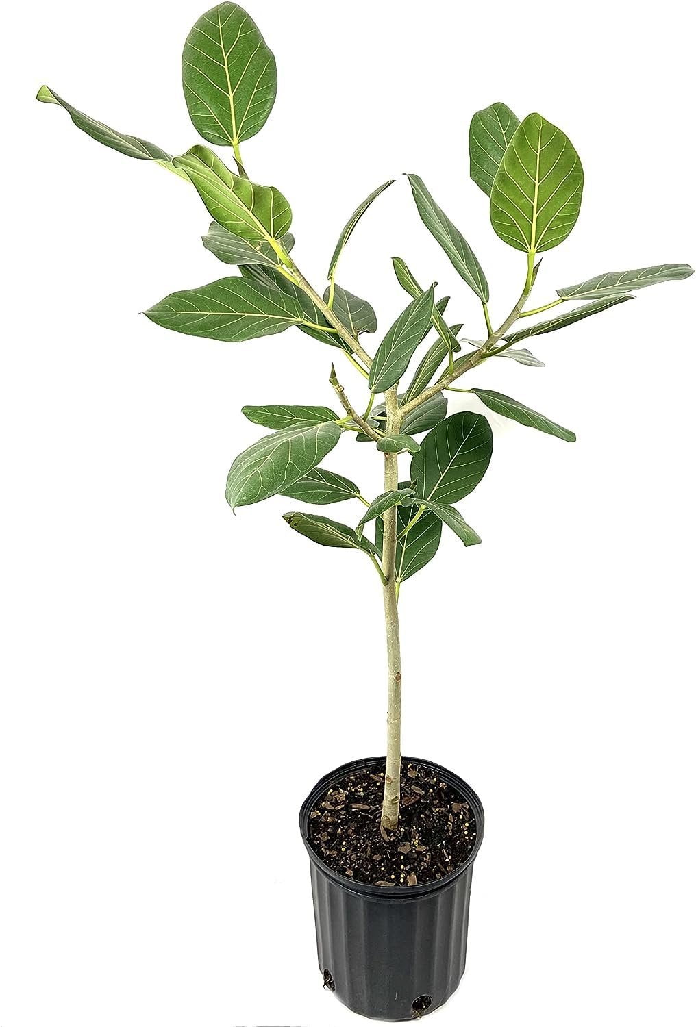 Ficus Audrey Standard - Live Plant in a 10 Inch Pot - Ficus ...