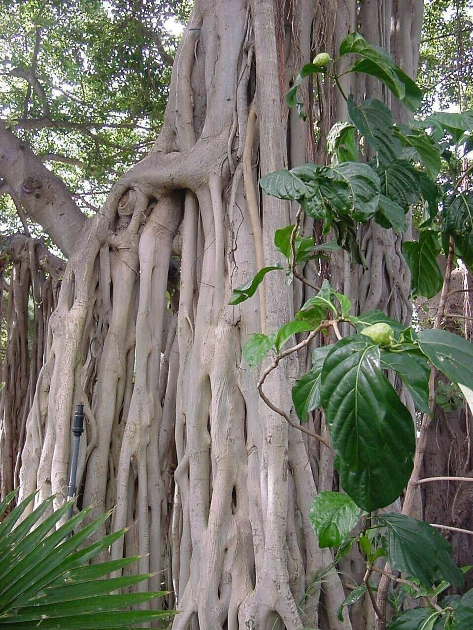 Ficus Benghalensis Tree Seeds Ornamental Tropical Plant Ornamental ...