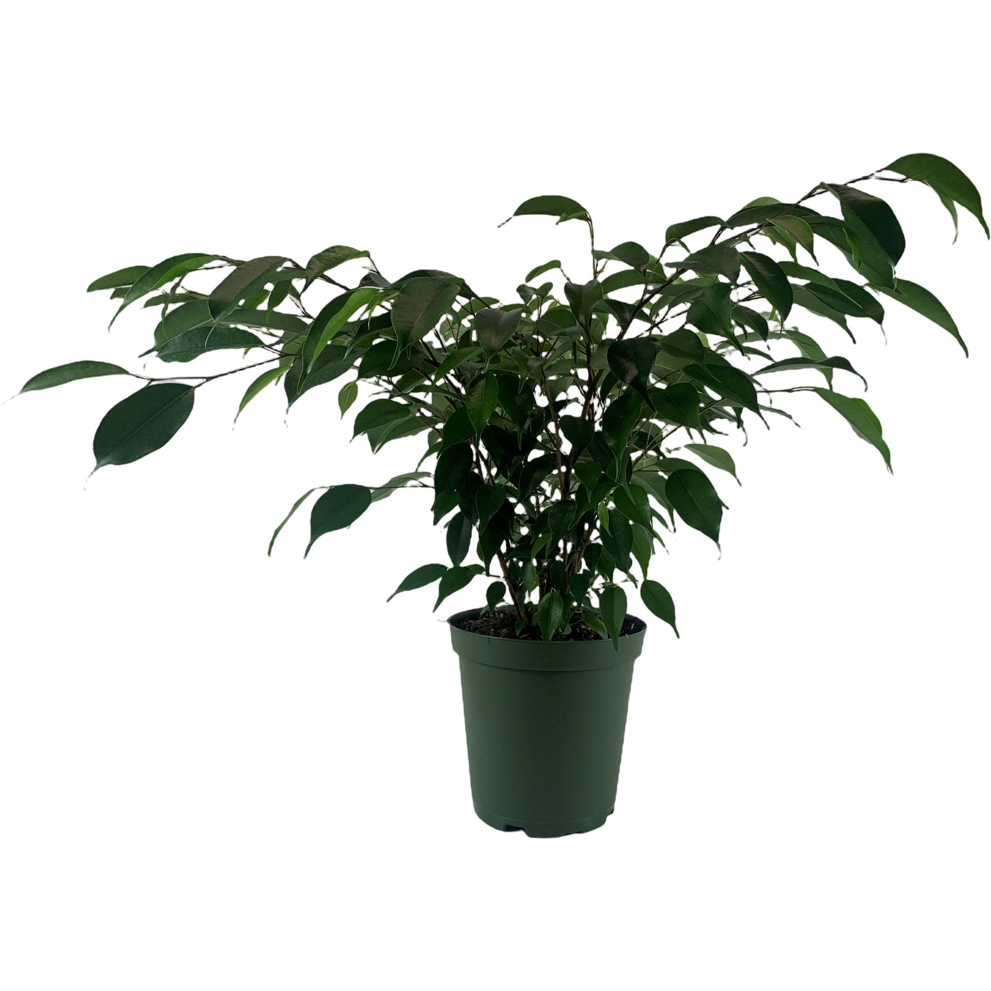 Ficus Benjamina Evergreen Bush "Weeping Fig" 6" Grower Pot - Walmart.com