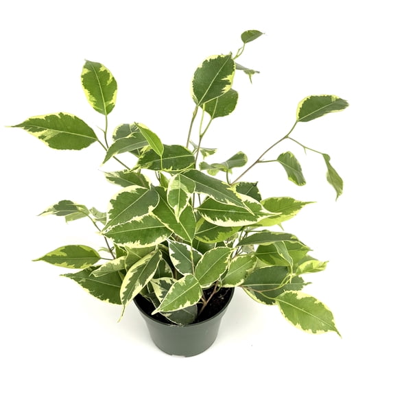 Ficus Benjamina Spearmint Live Potted House Plant, Variegated Green and ...
