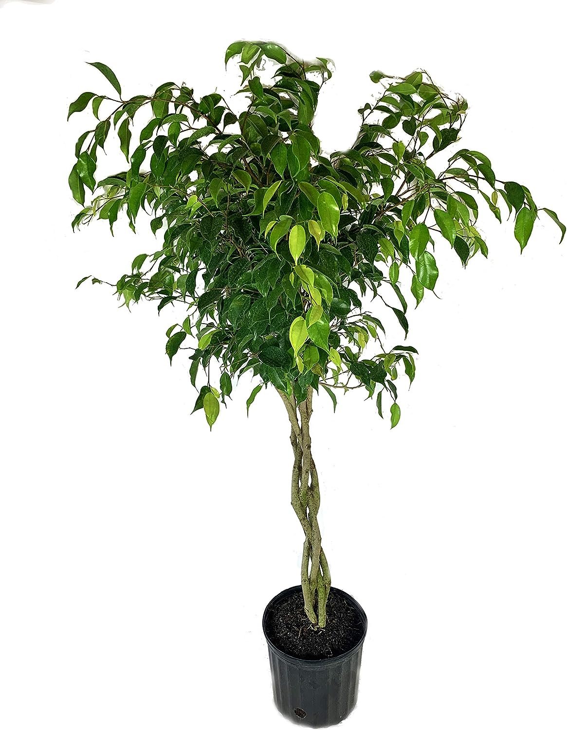 Rare Variegated Triangle Weeping Fig - Ficus triangularis variegata - 4 ...