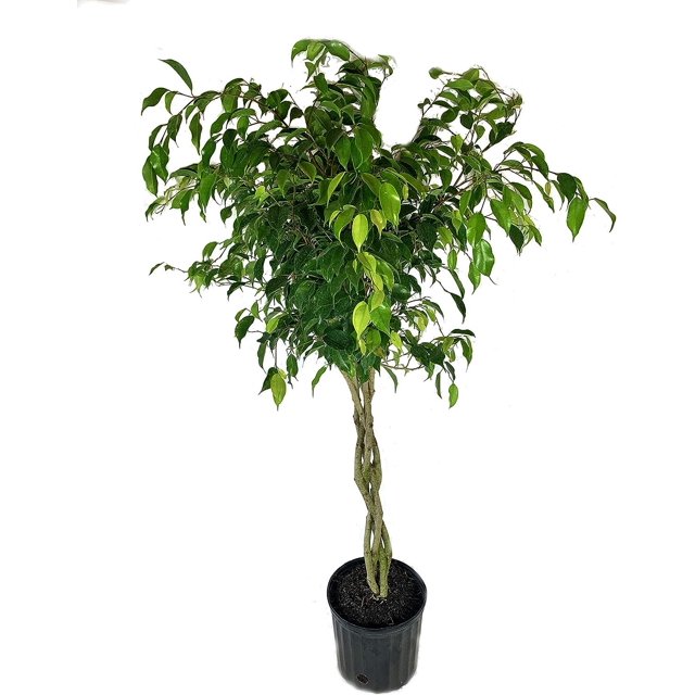 Ficus Benjamina Indoor Houseplant - Live, Braided Weeping Fig Tree in ...