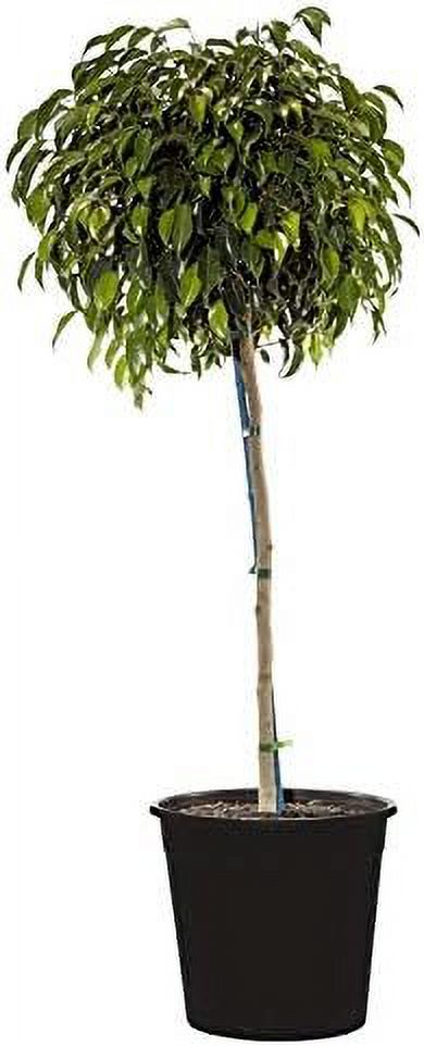 Weeping Fig Bonsai Tree Seeds -25 Seeds - Ficus benjamina, Excellent ...