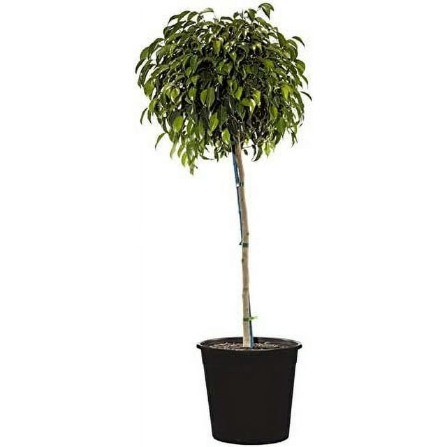 Ficus Benjamina Weeping Fig Standard - Live Plant in a 10 Inch Pot ...