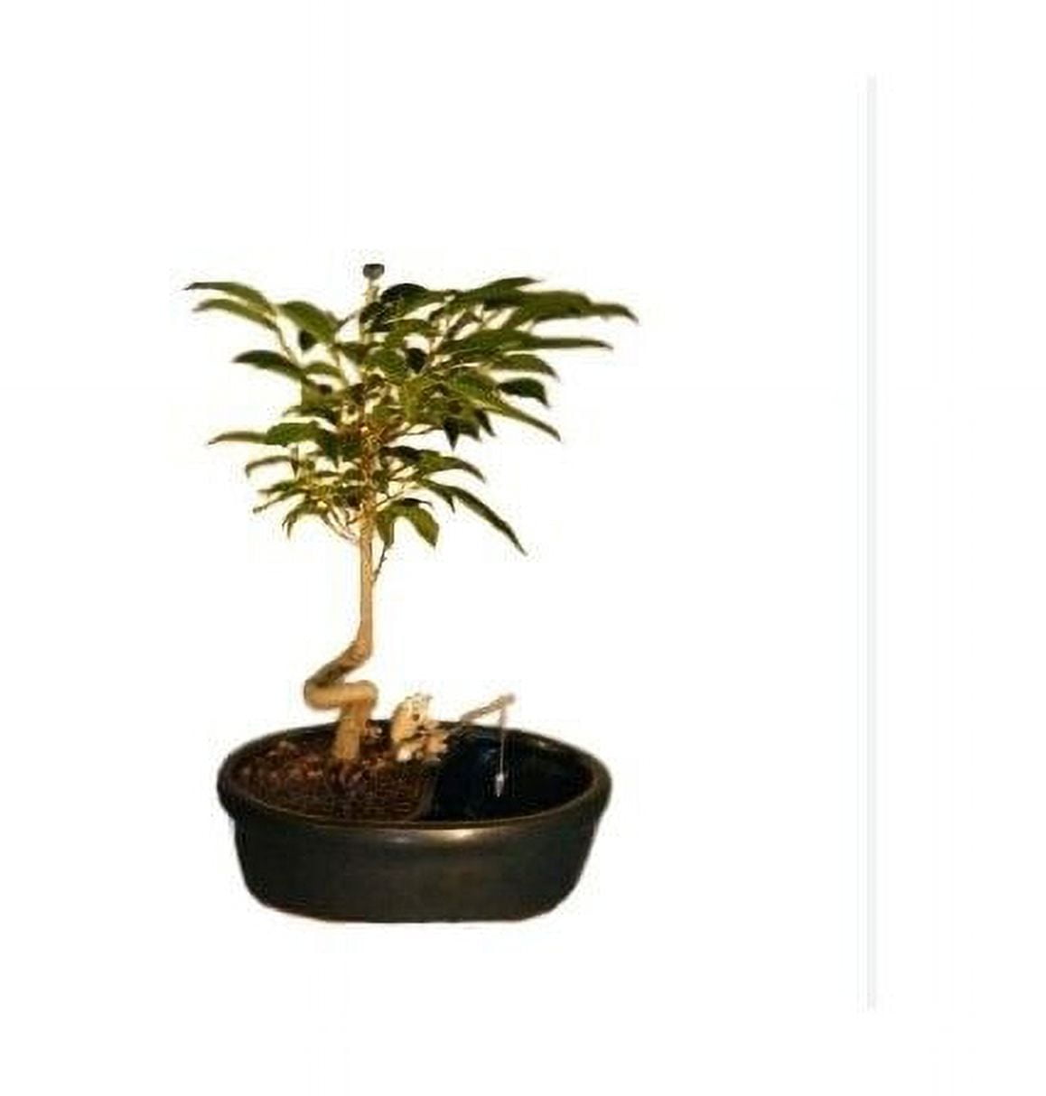 Ficus Bonsai Tree In Waterland Container Coiled Trunk Ficus Orientalis 6 Yo 13