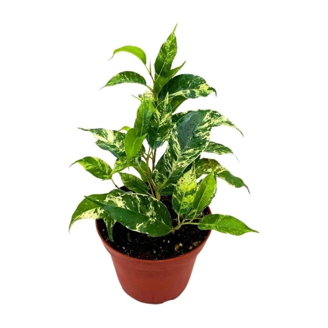 Ficus El Dorado 4 inch Benjamina Variegated Weeping Fig - Walmart.com