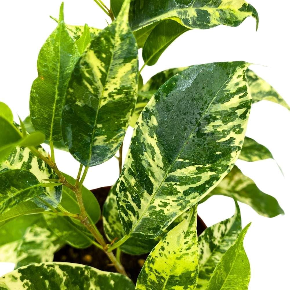 Ficus El Dorado 4 inch Benjamina Variegated Weeping Fig - Walmart.com