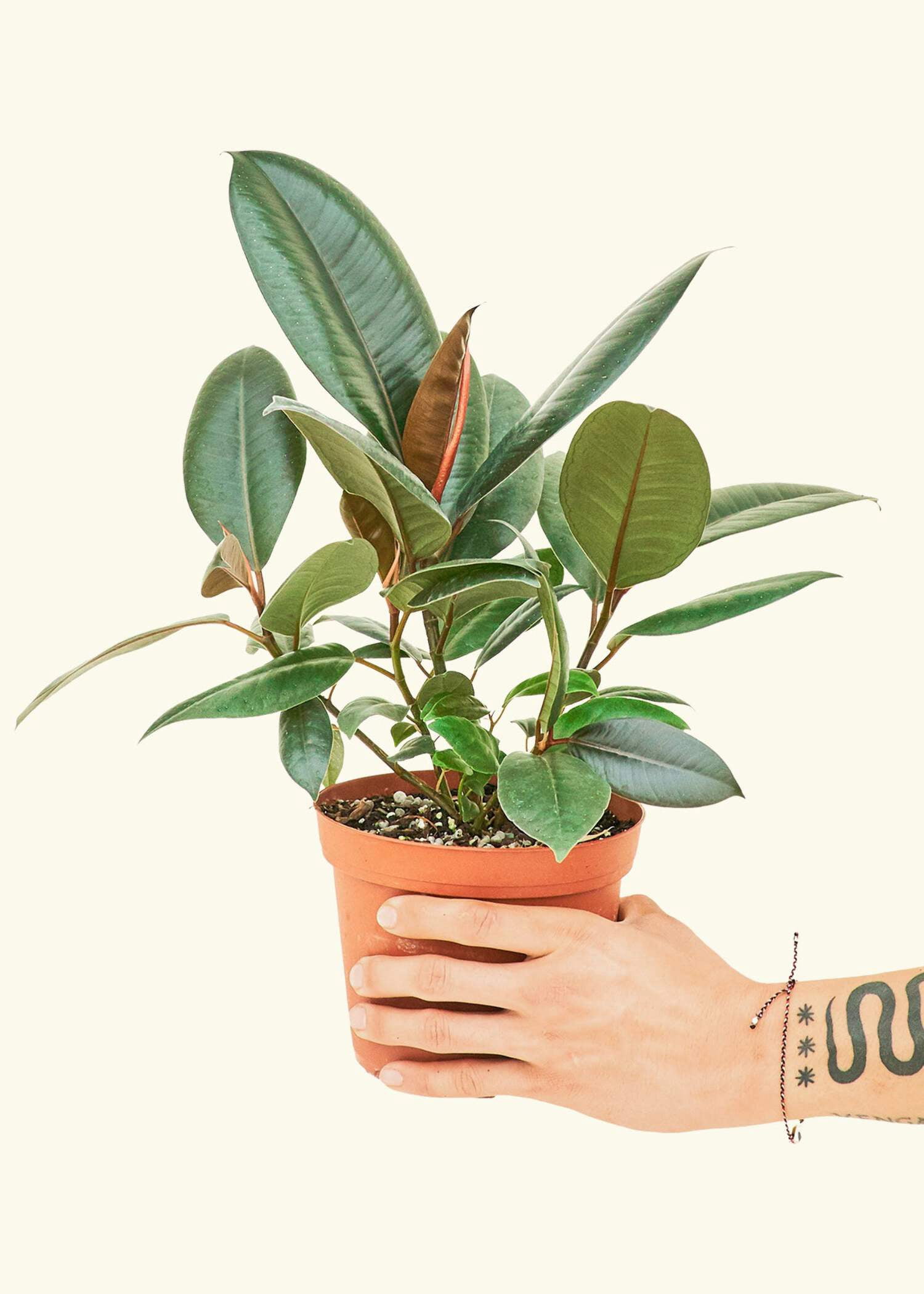 Ficus Elastica 'Burgundy' Live Green Plant in 6" Pot - Walmart.com