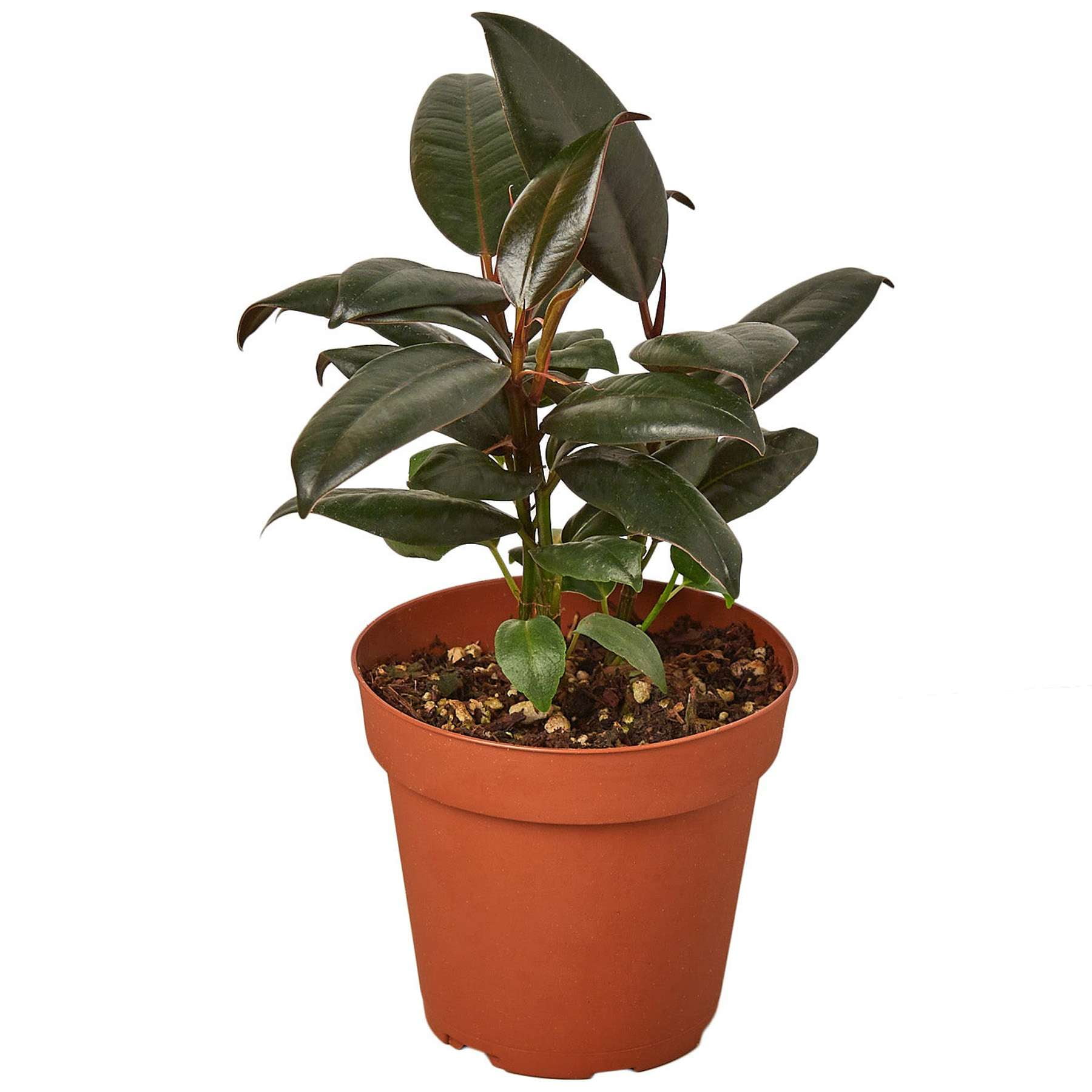 Ficus Elastica Burgundy Live Plant for Indoor | Different Houseplants ...