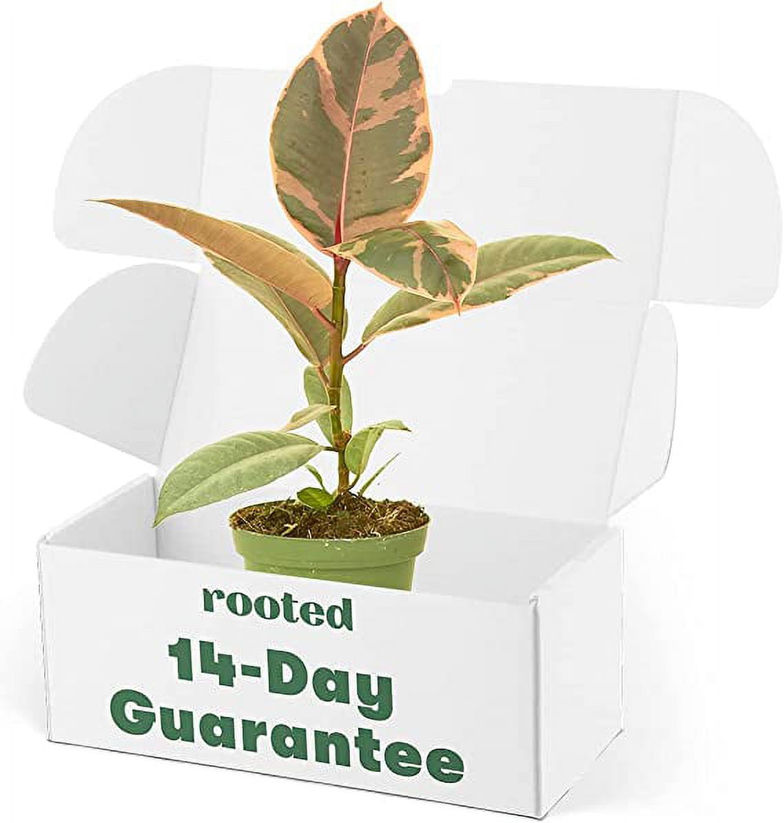 Ficus Elastica 'Ruby' Live Green Plant in 4" Pot - Walmart.com