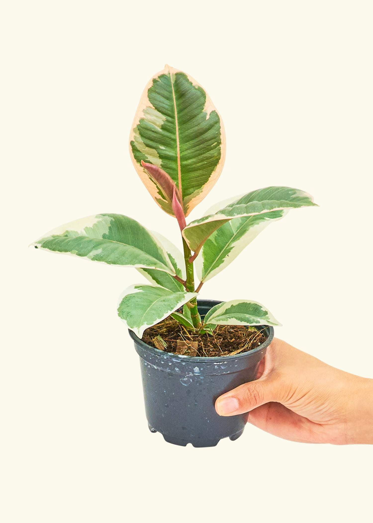 Ficus Elastica 'Ruby' Live Green Plant in 4" Pot - Walmart.com